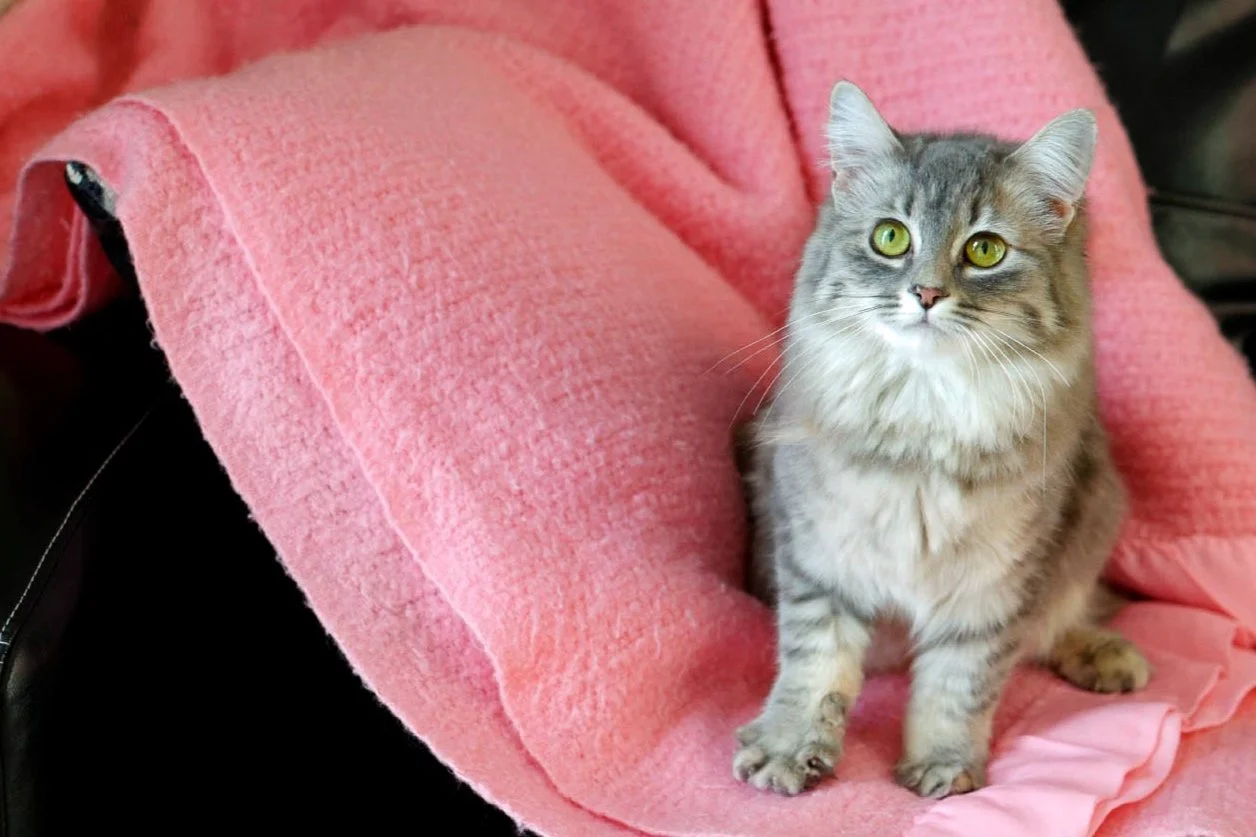 Donate to Help Cats in Need | Cats Home Foundation