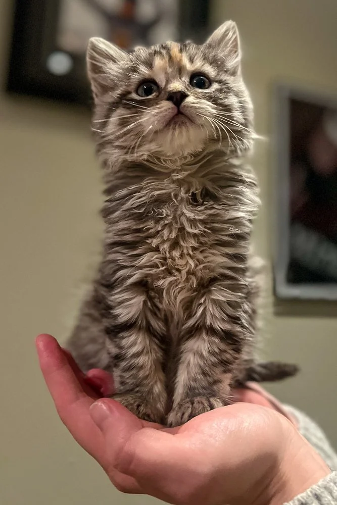 Volunteer with Cats | Calgary, AB | Cats Home Foundation