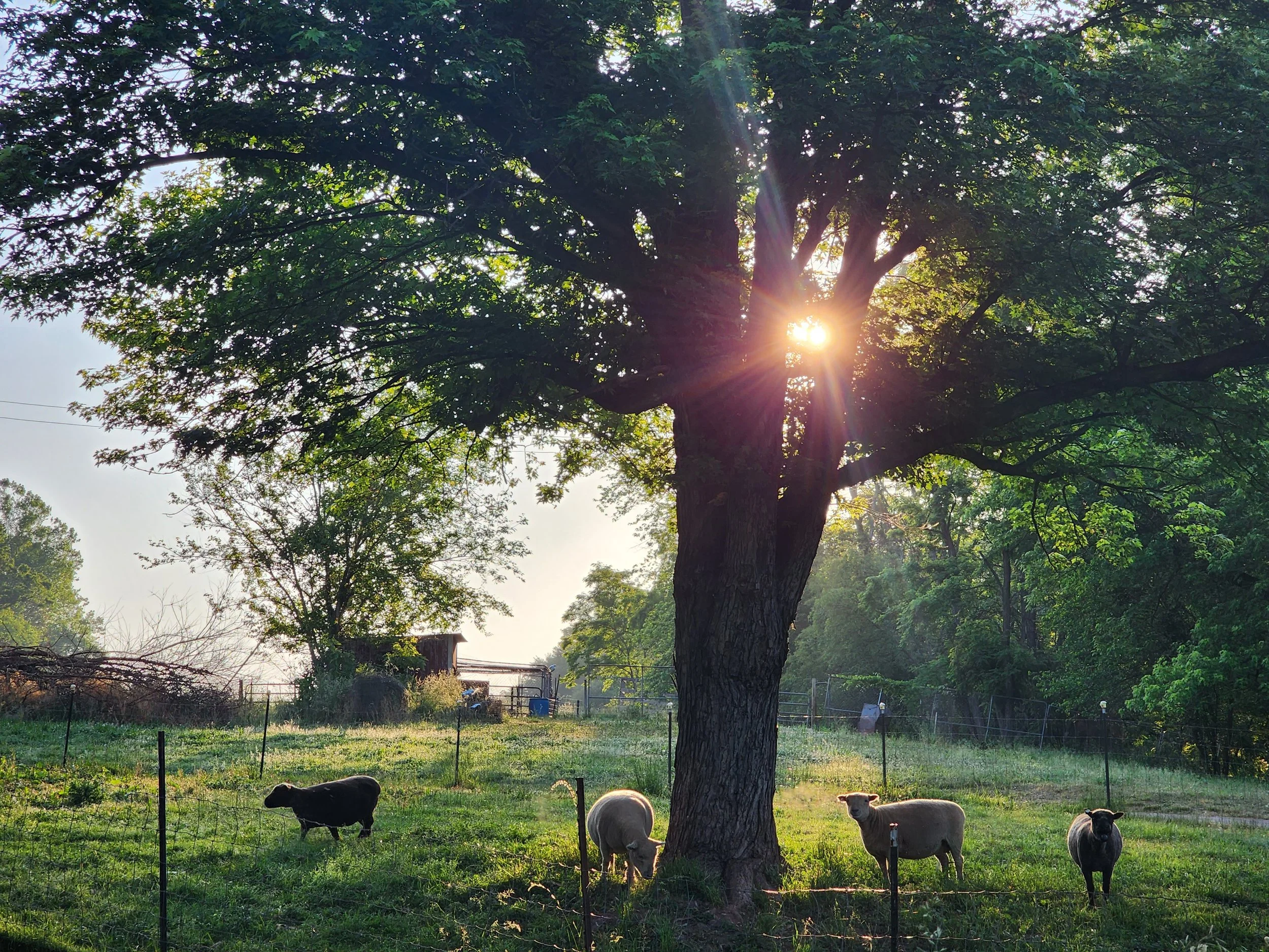 The Farm — Delaney Glen Farm