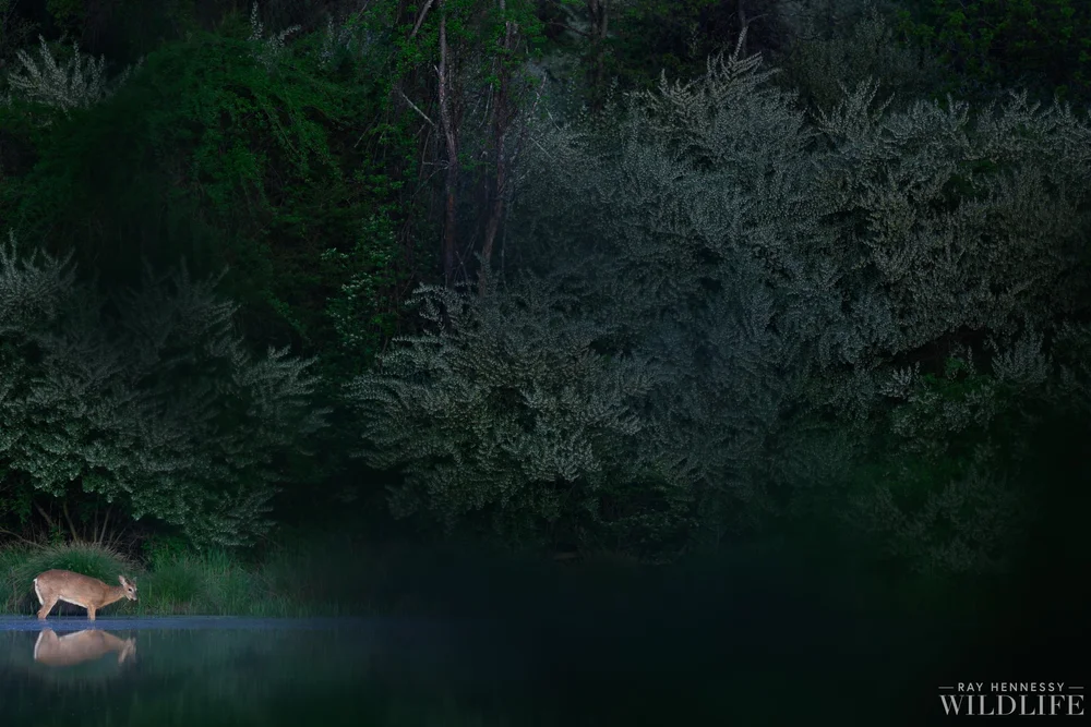 Whitetail in the Lake — Ray Hennessy Wildlife