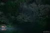 Whitetail in the Lake — Ray Hennessy Wildlife