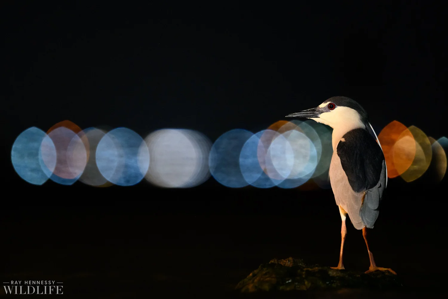 Night Heron at Night — Ray Hennessy Wildlife