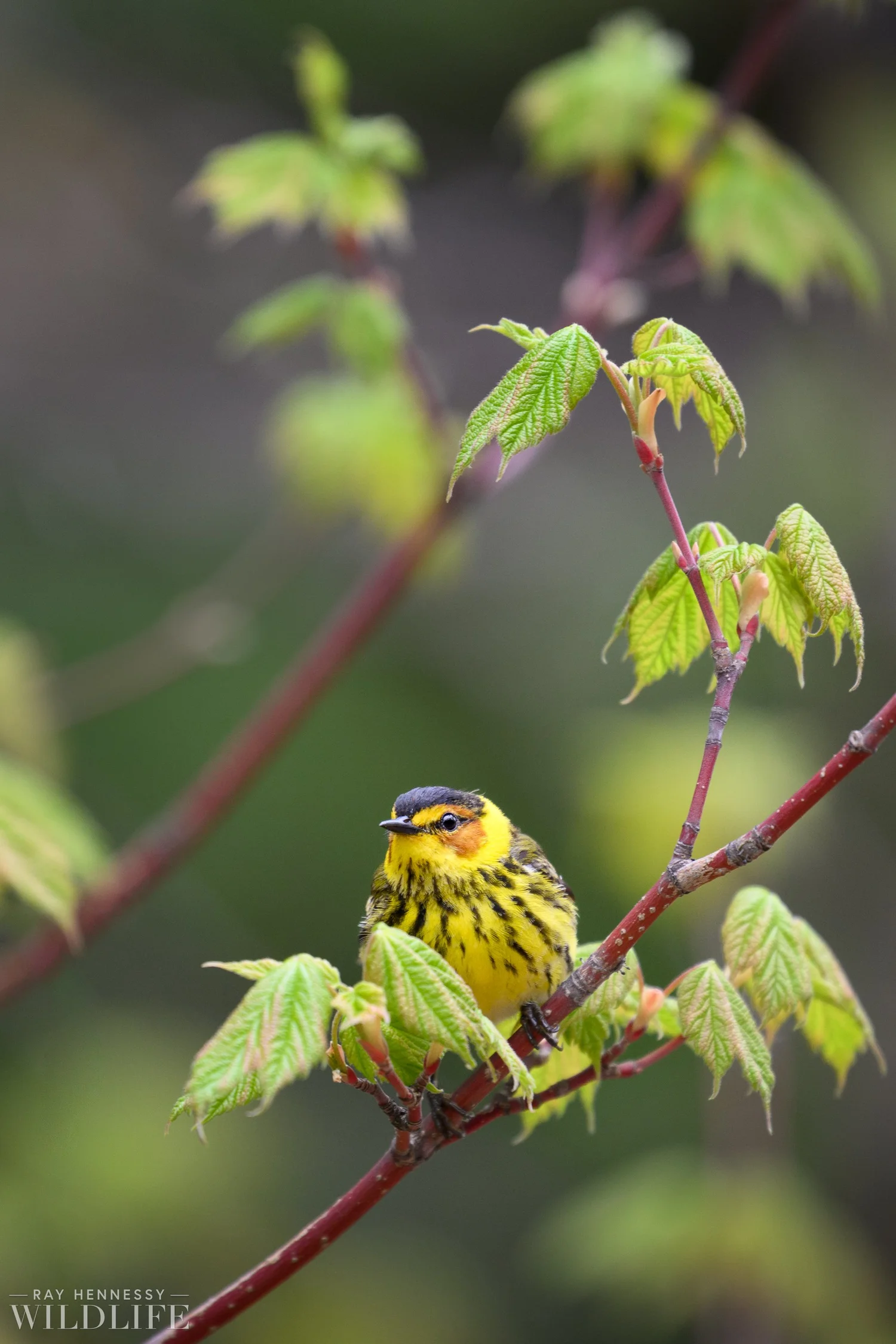 Cape May in Spring Leaves — Ray Hennessy Wildlife
