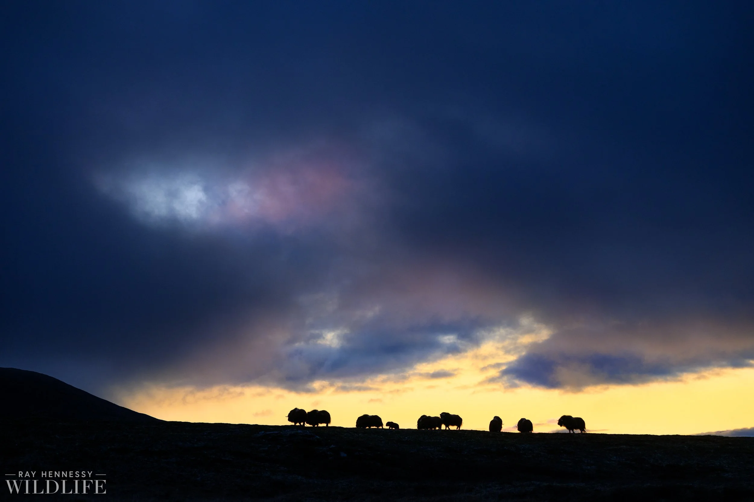 Musk Ox Herd Silhouette — Ray Hennessy Wildlife