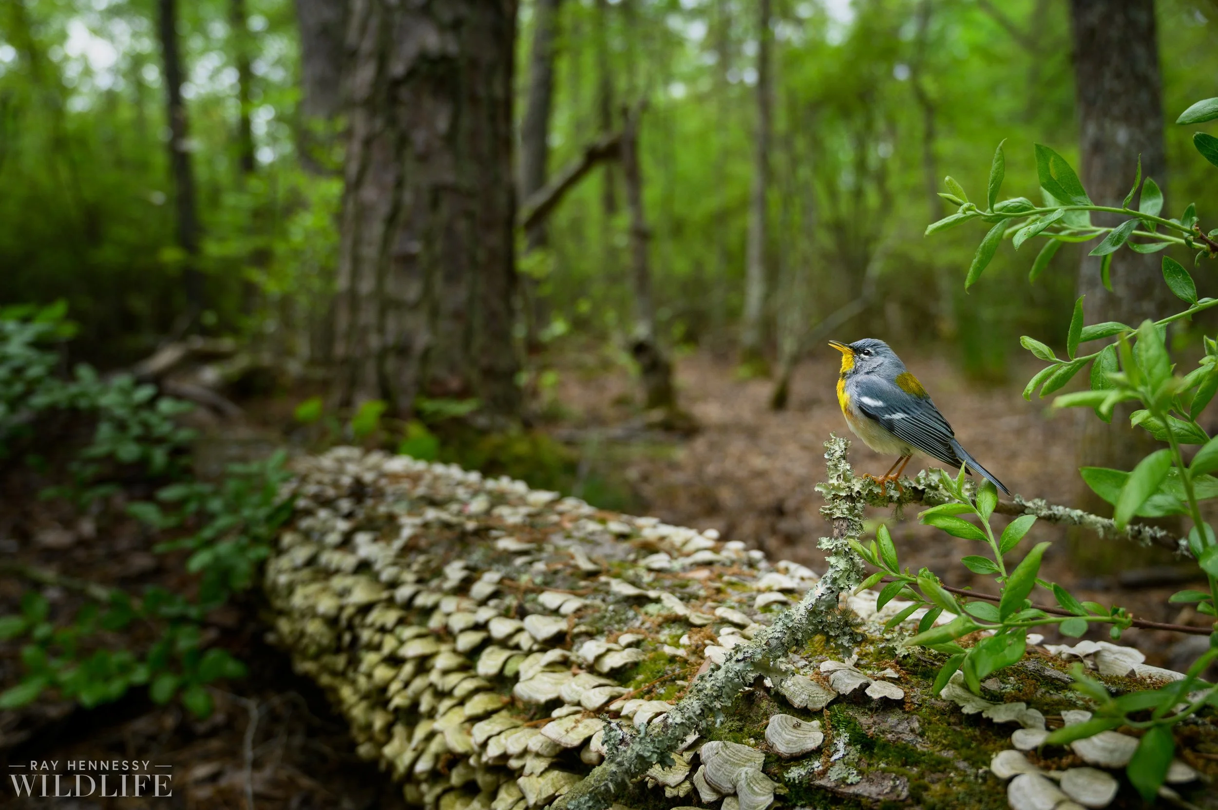 Northern Parula in the Forest — Ray Hennessy Wildlife
