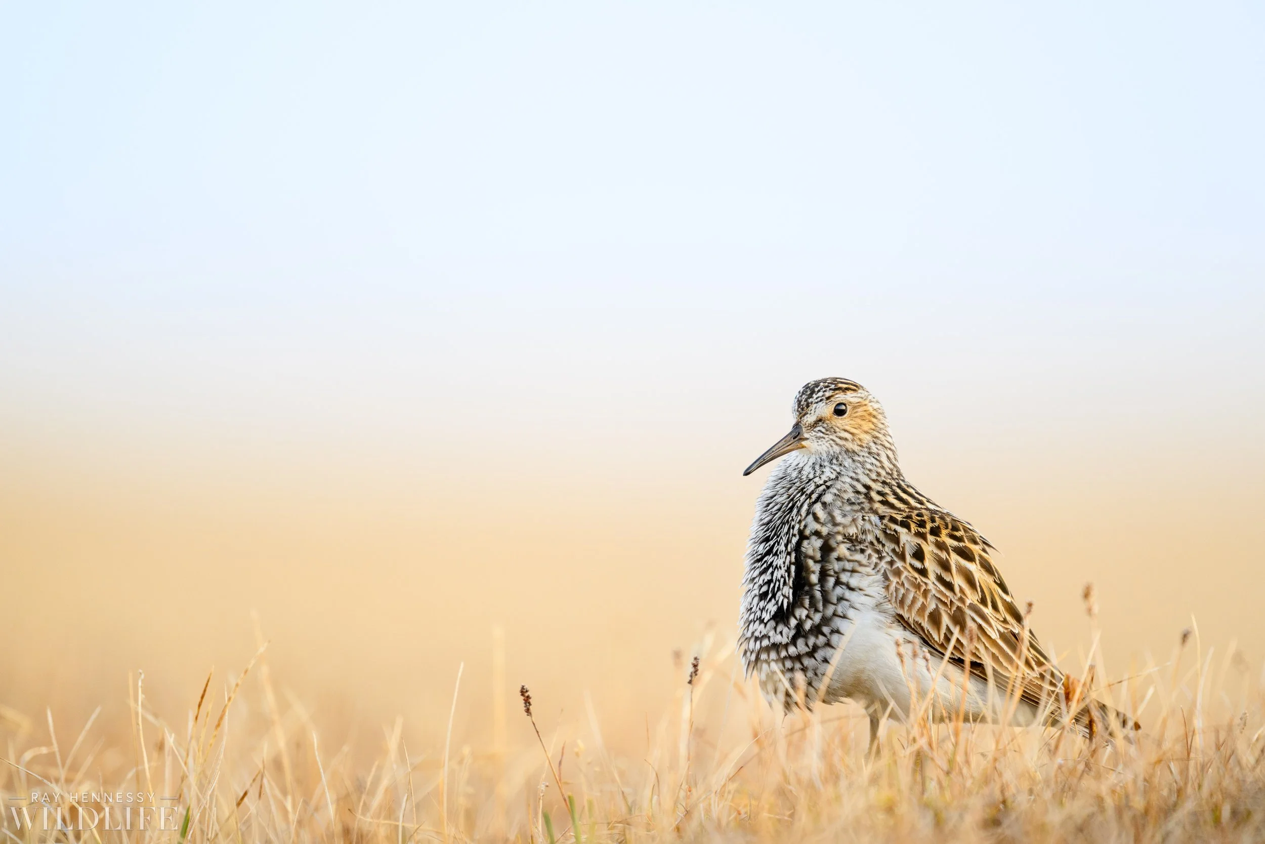 Pectoral Portrait — Ray Hennessy Wildlife