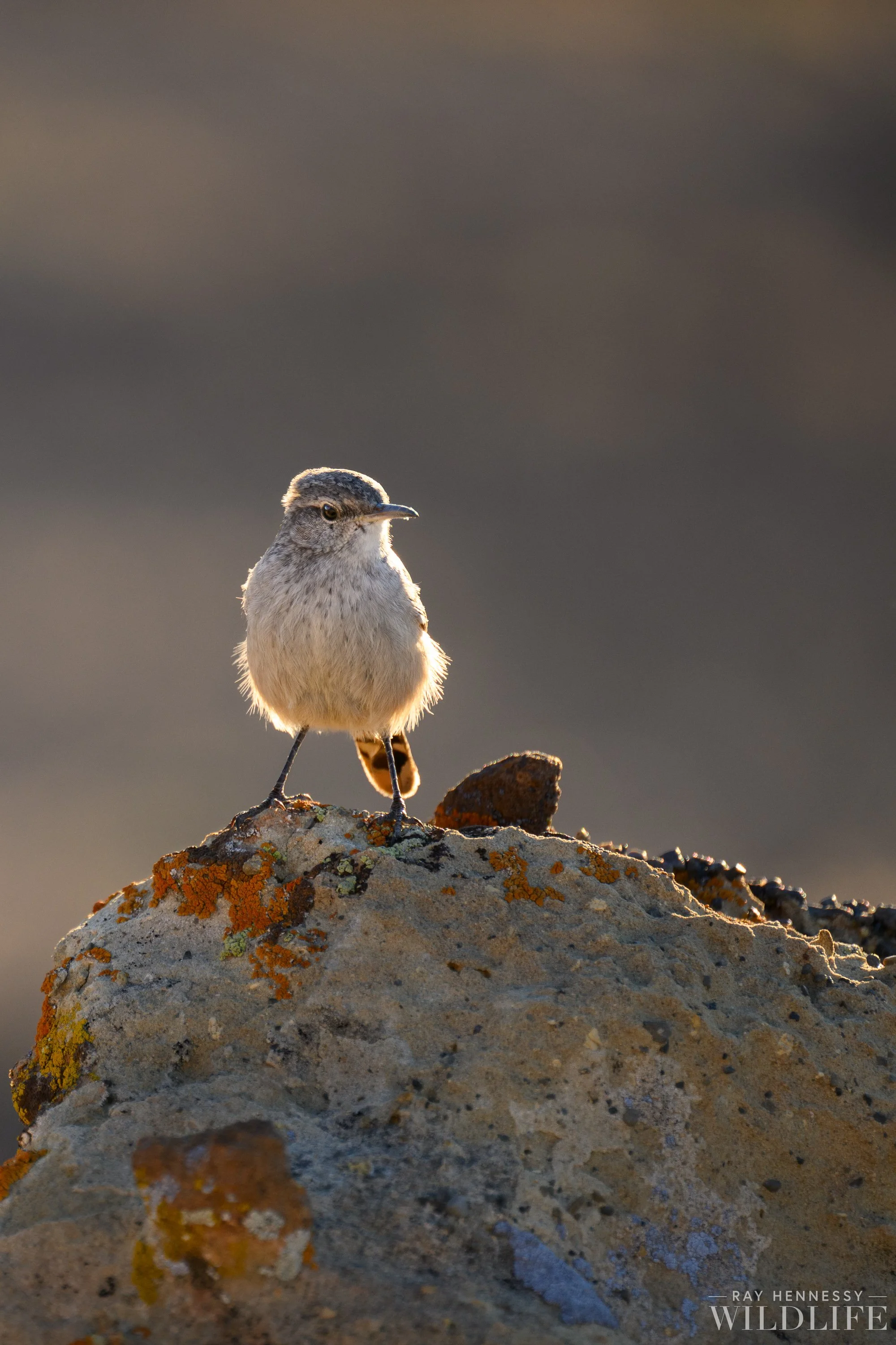 Fiesty Rock Wren — Ray Hennessy Wildlife