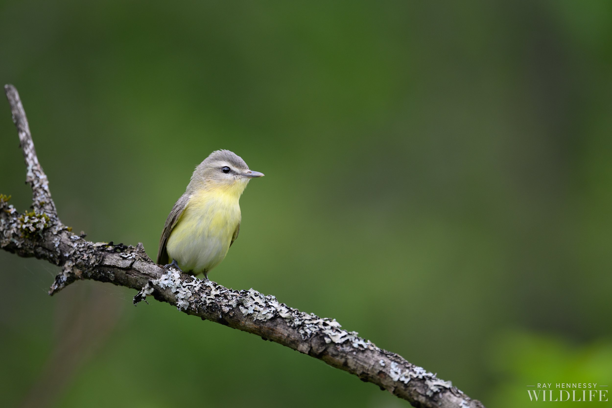 Philadelphia Vireo Portrait — Ray Hennessy Wildlife