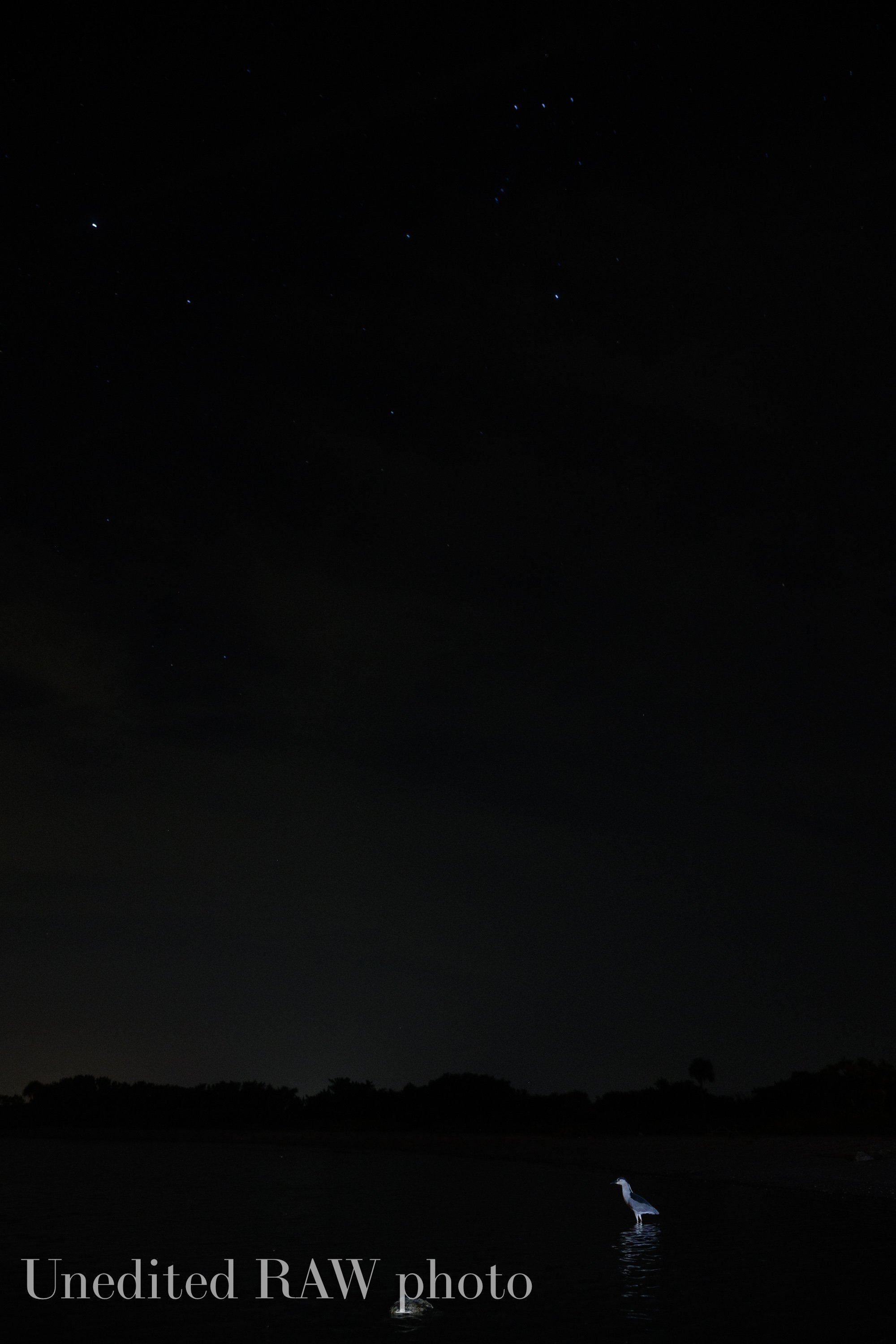 Night Heron at Night — Ray Hennessy Wildlife