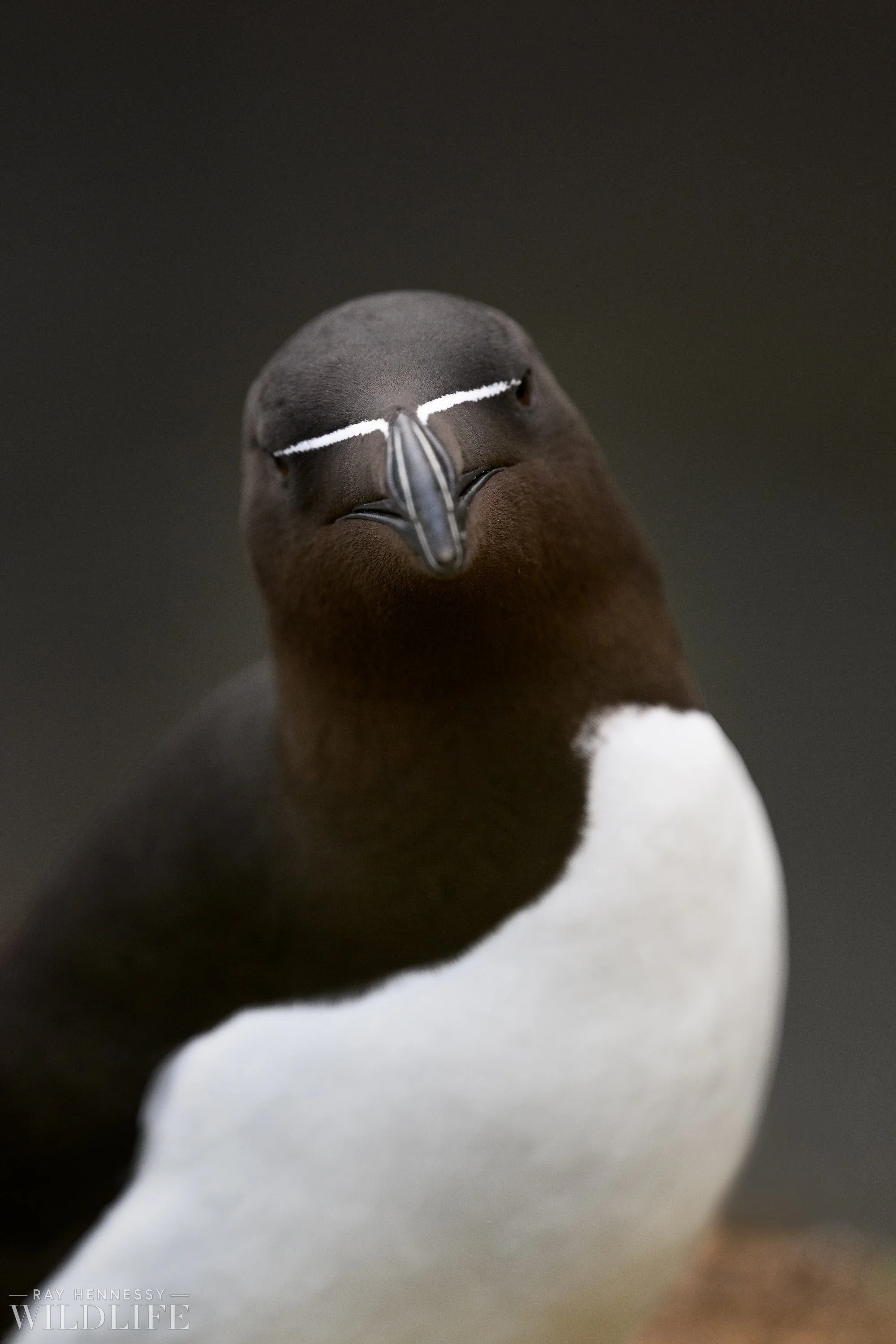 Razorbill Stare — Ray Hennessy Wildlife