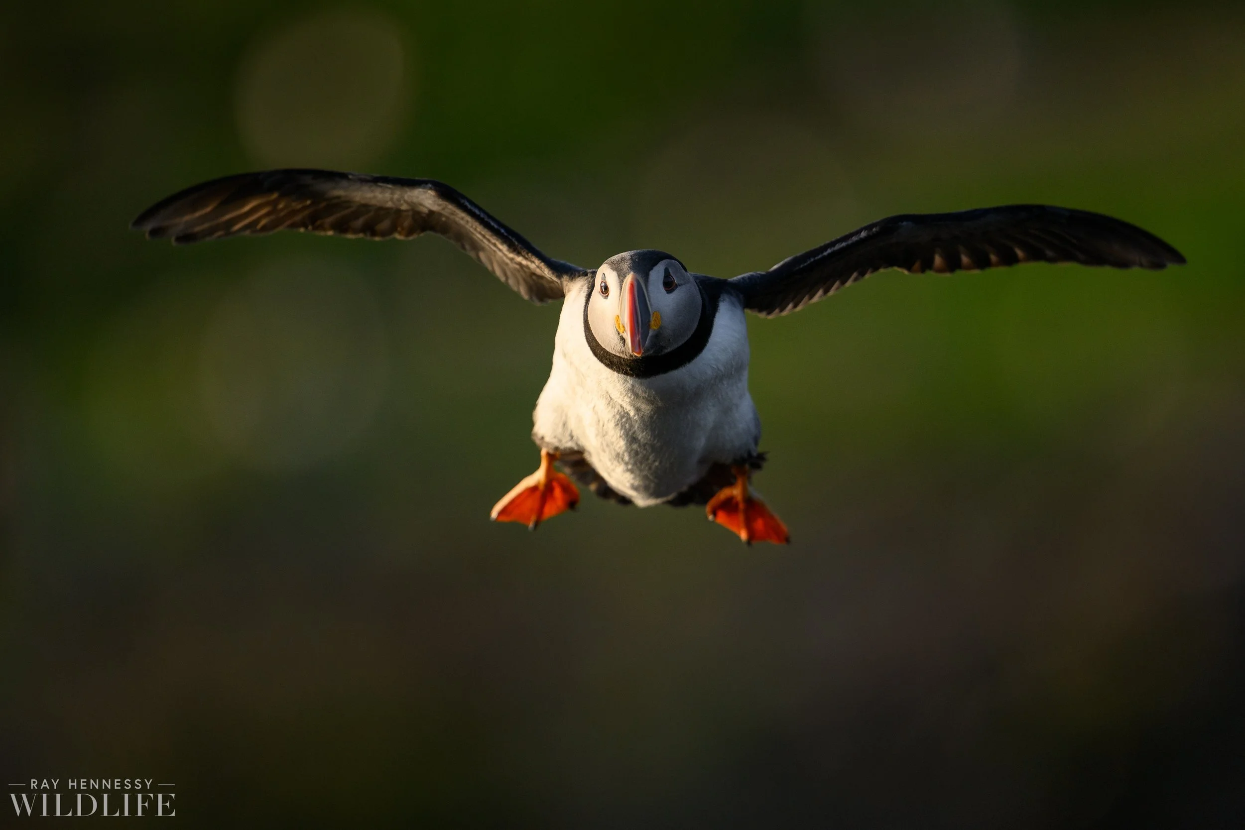Puffin Feet — Ray Hennessy Wildlife