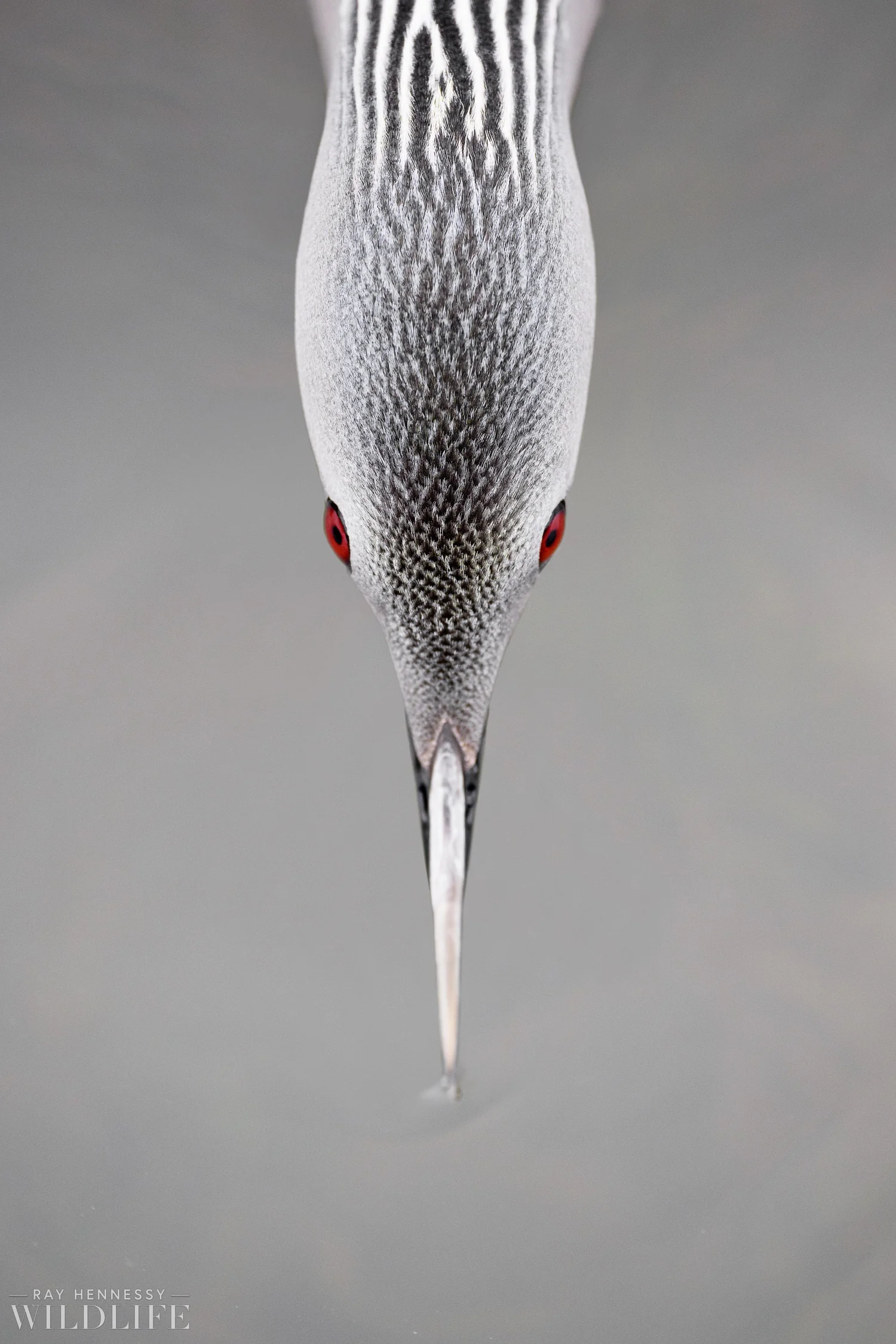 Those Eyes — Ray Hennessy Wildlife