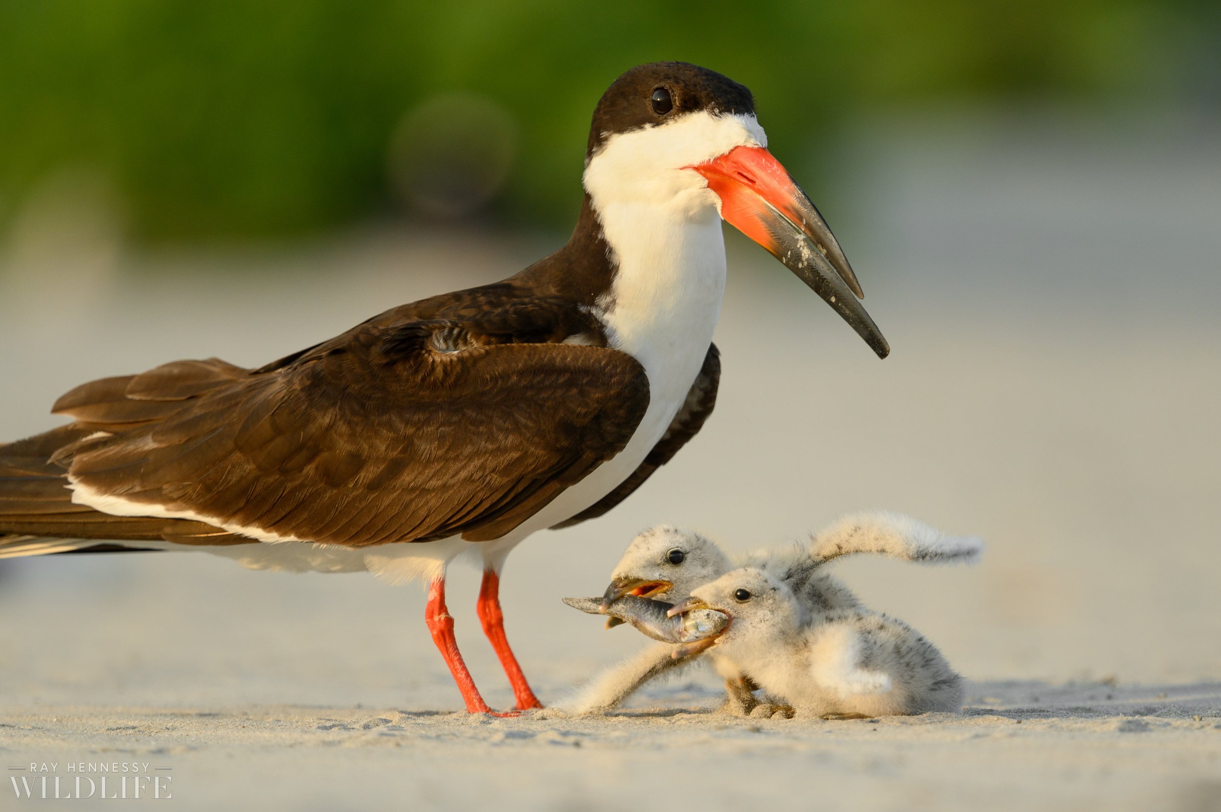 Fish Tug of War — Ray Hennessy Wildlife