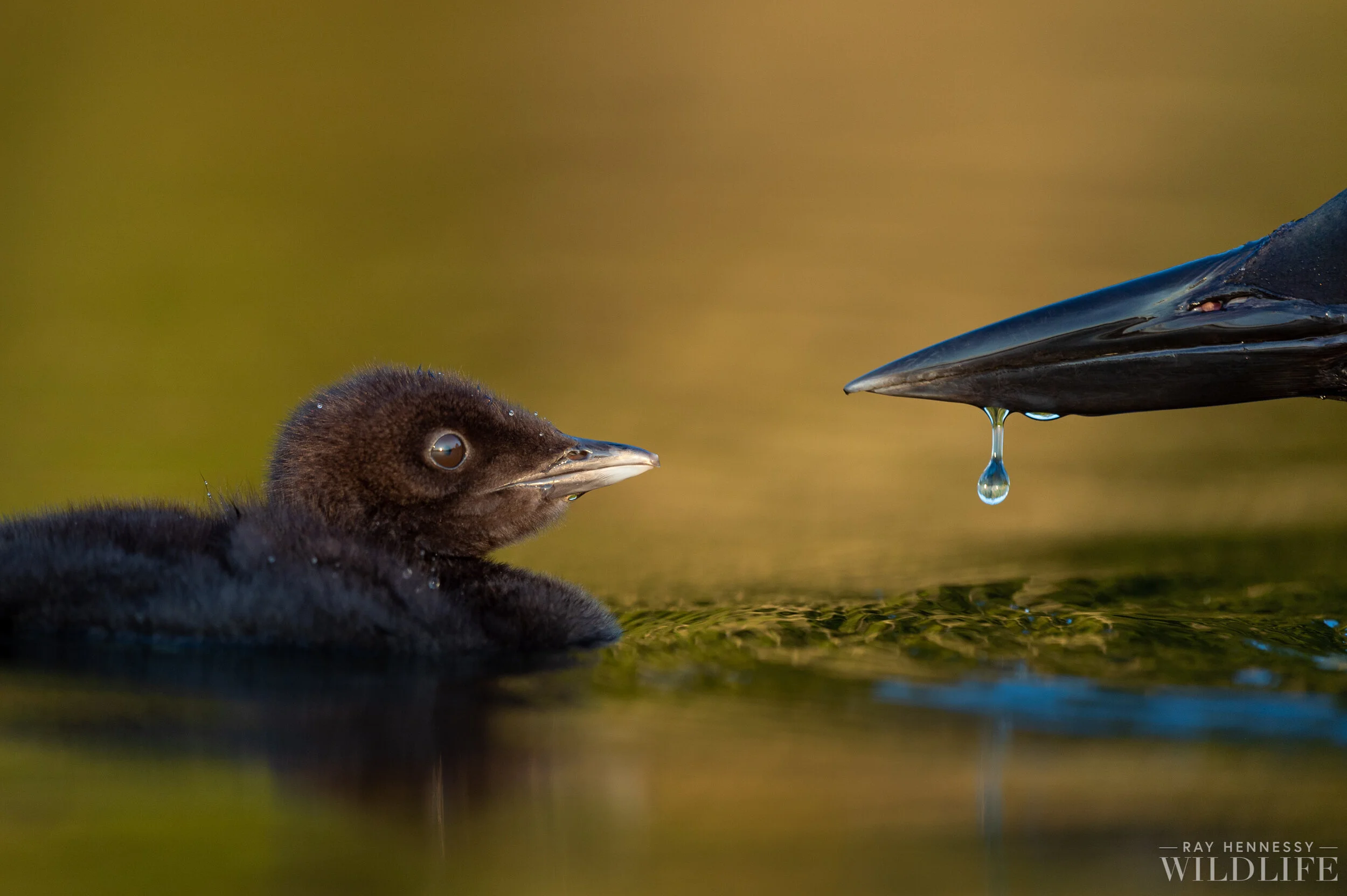 Award Winning Bird Photography
