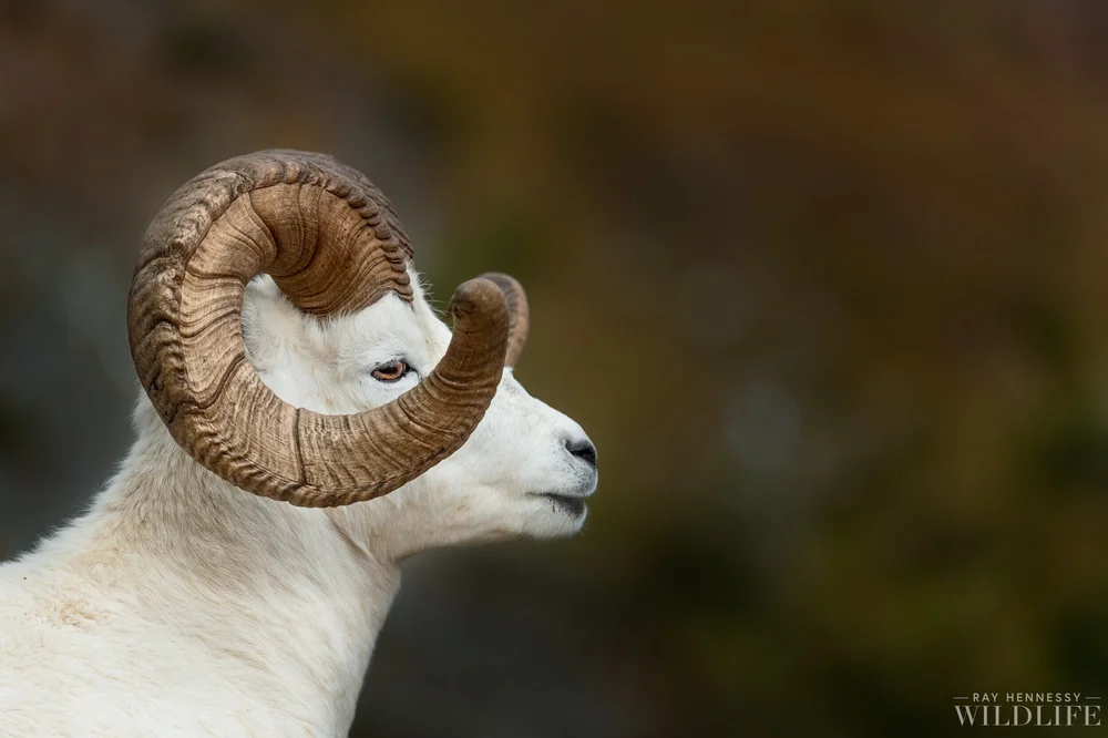 Dall Sheep Ram Portrait — Ray Hennessy Wildlife