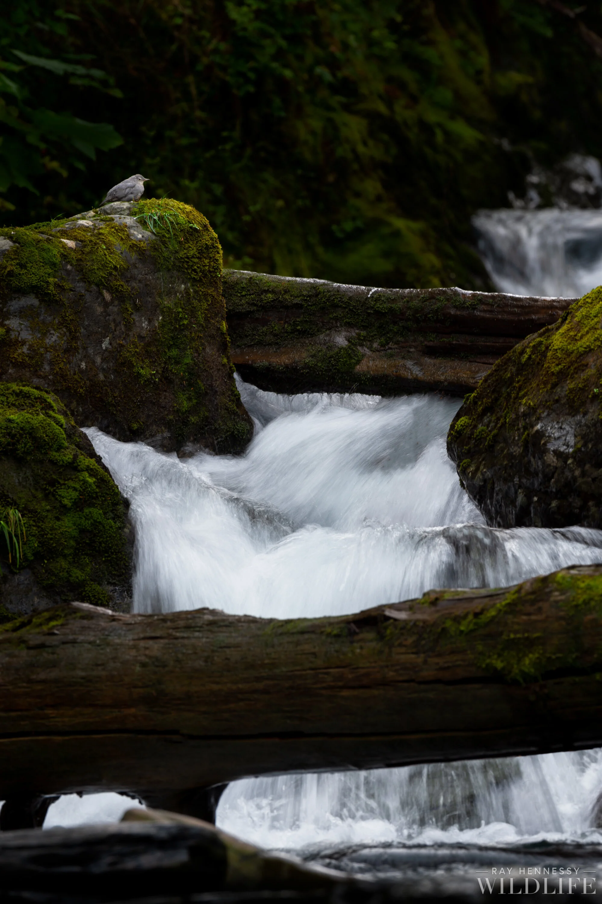 American Dipper Tower — Ray Hennessy Wildlife