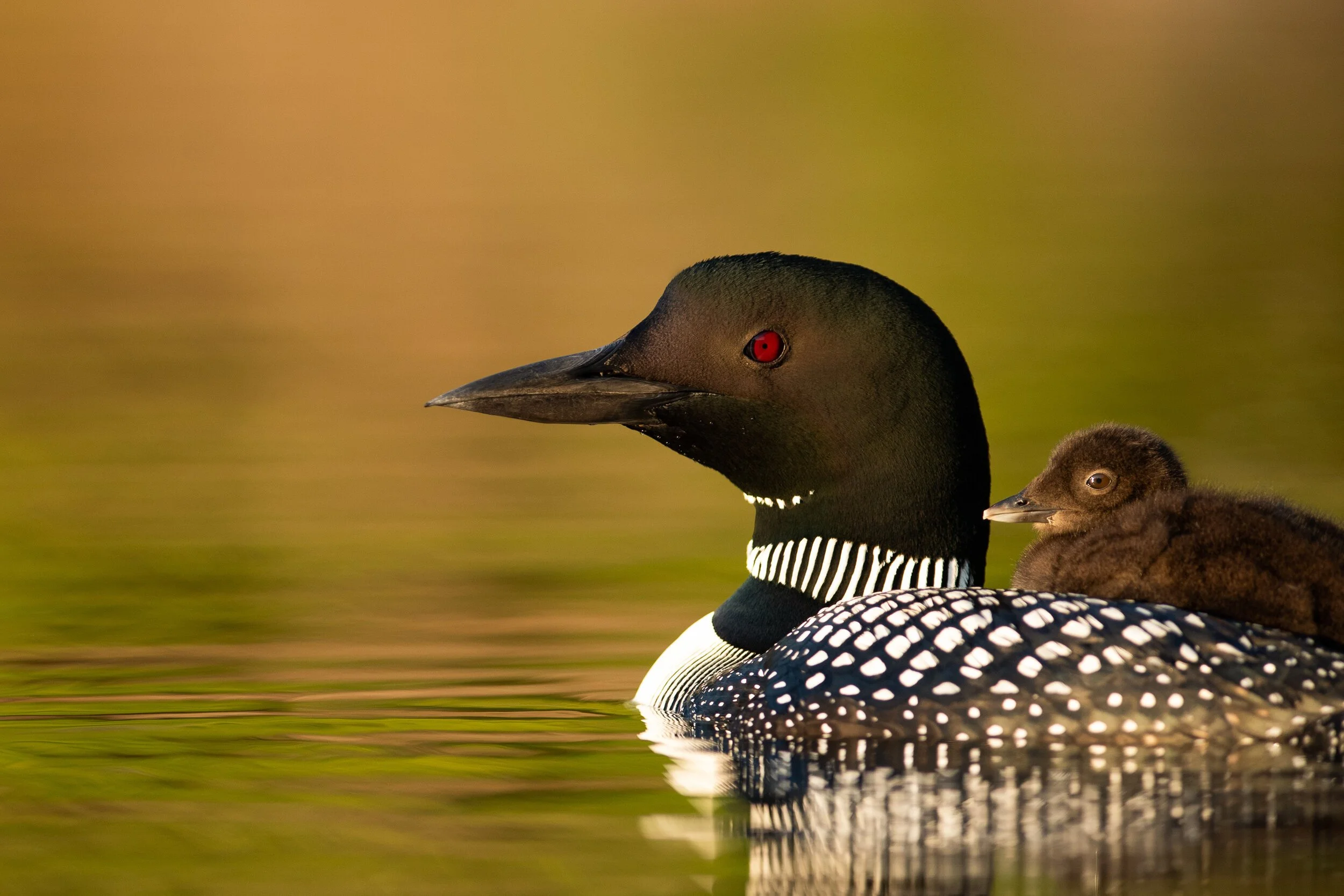 Common Loon Photos from Workshop Photographers — Ray Hennessy Wildlife
