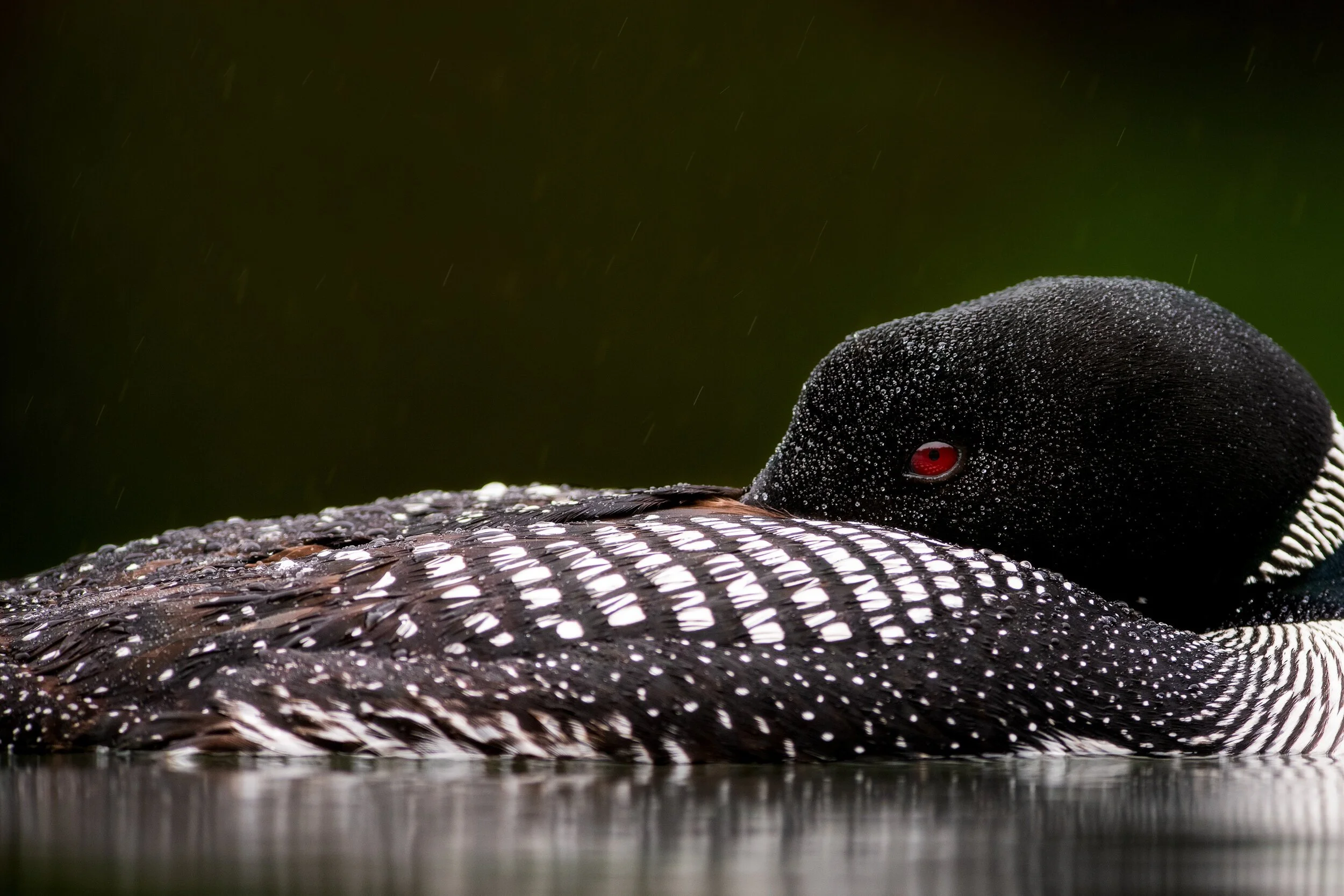 Common Loon Photos from Workshop Photographers — Ray Hennessy Wildlife