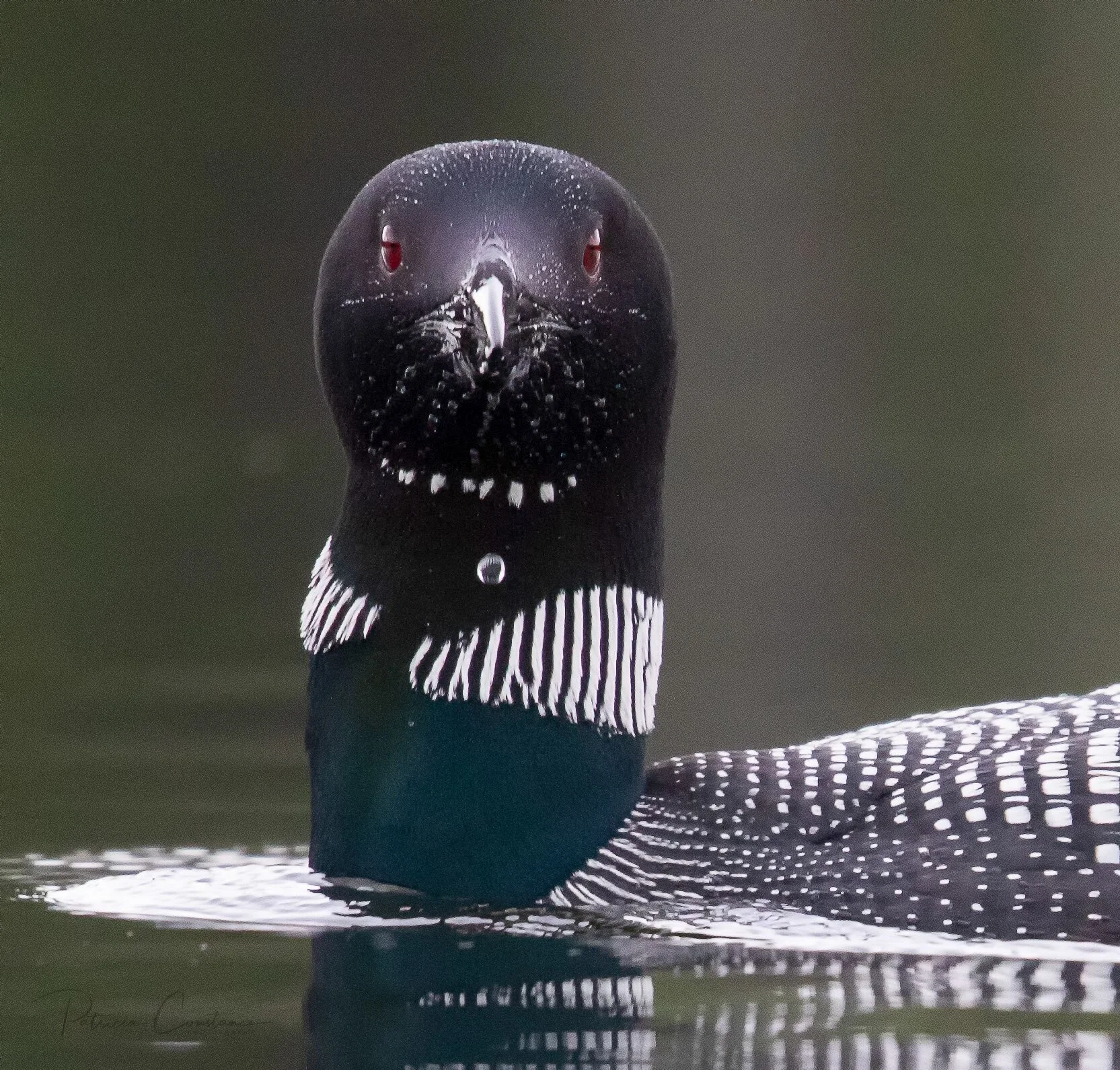 Common Loon Photos from Workshop Photographers — Ray Hennessy Wildlife