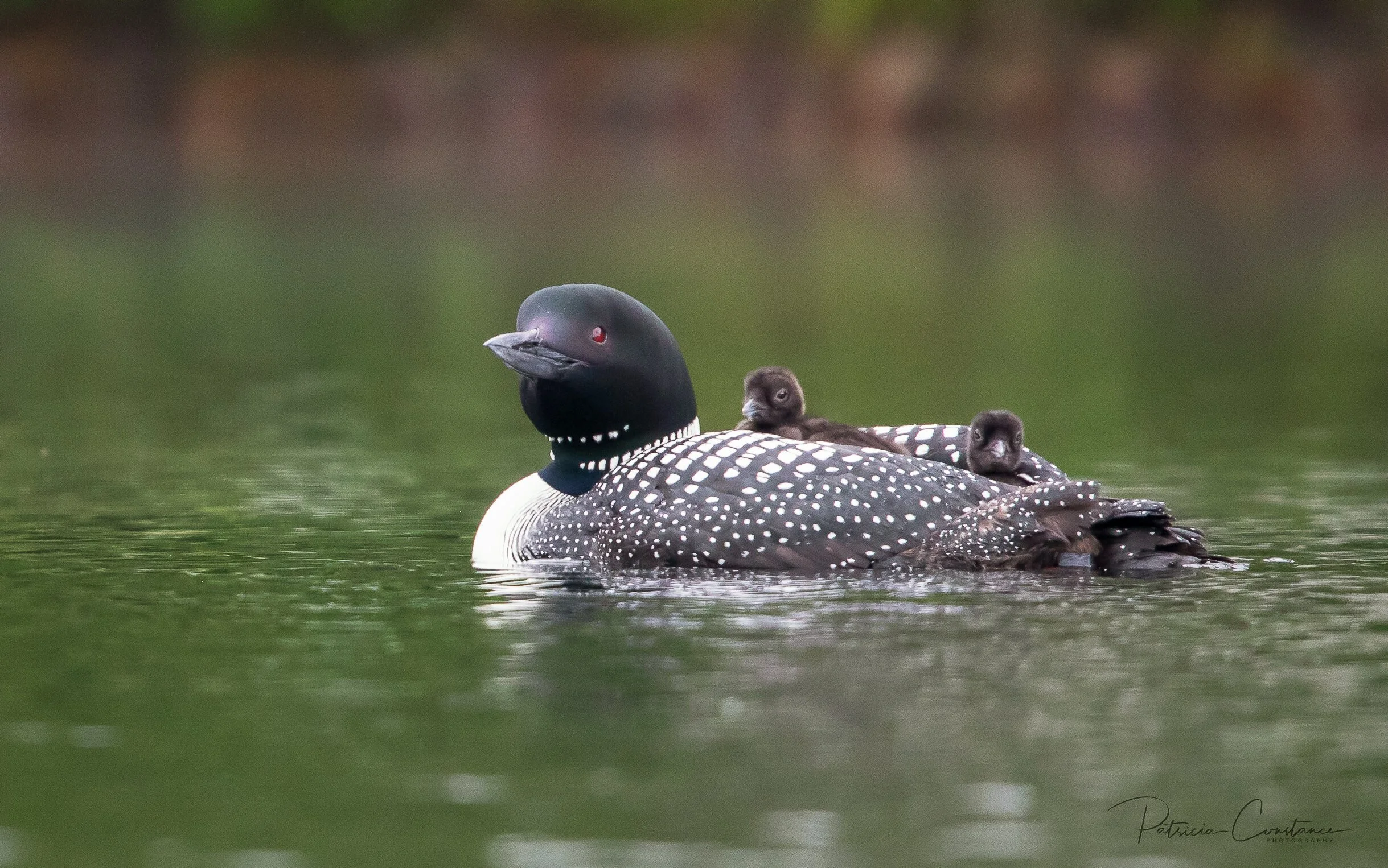 Common Loon Photos from Workshop Photographers — Ray Hennessy Wildlife