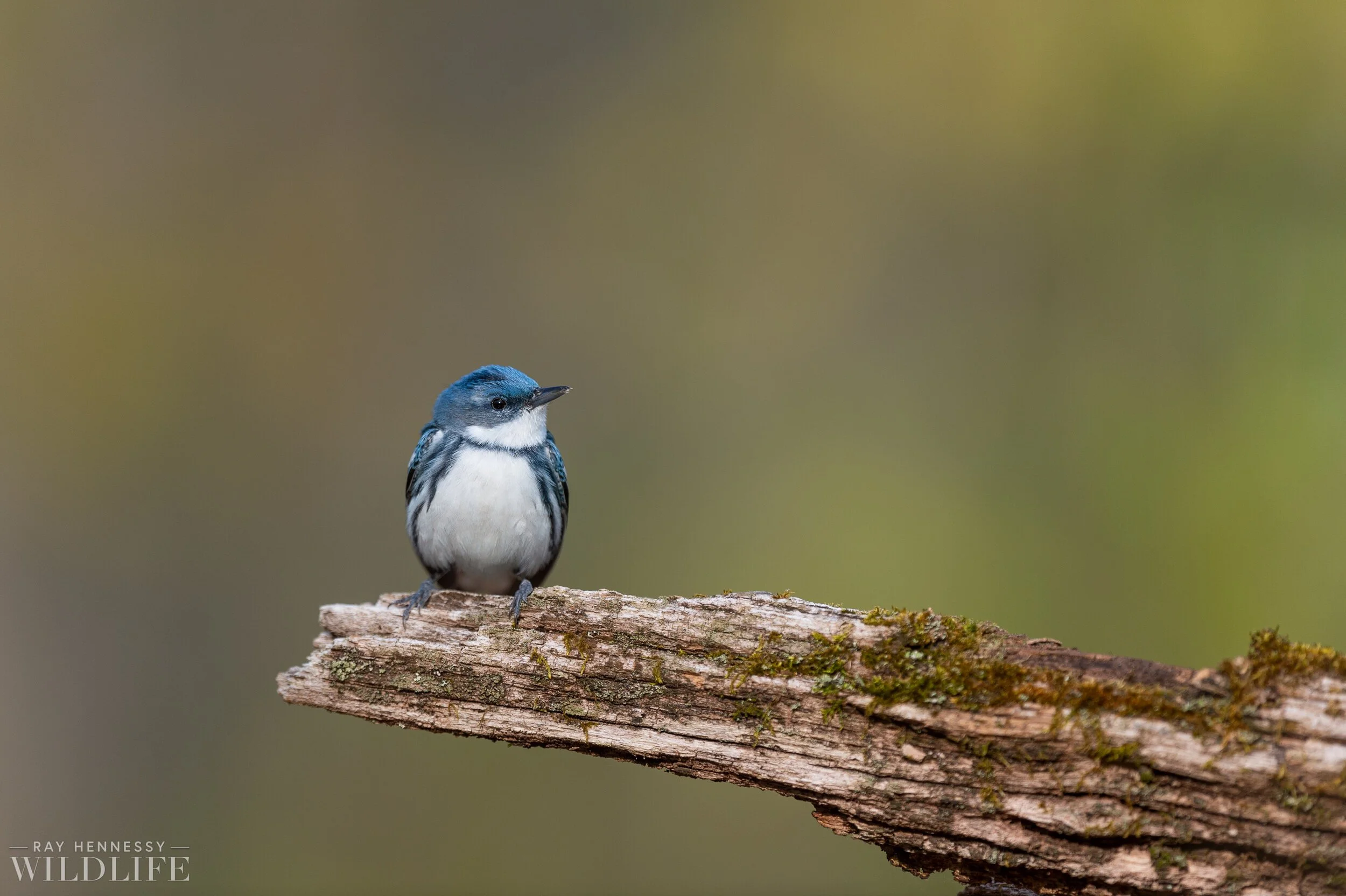 Cerulean Warblers - 2020 — Ray Hennessy Wildlife