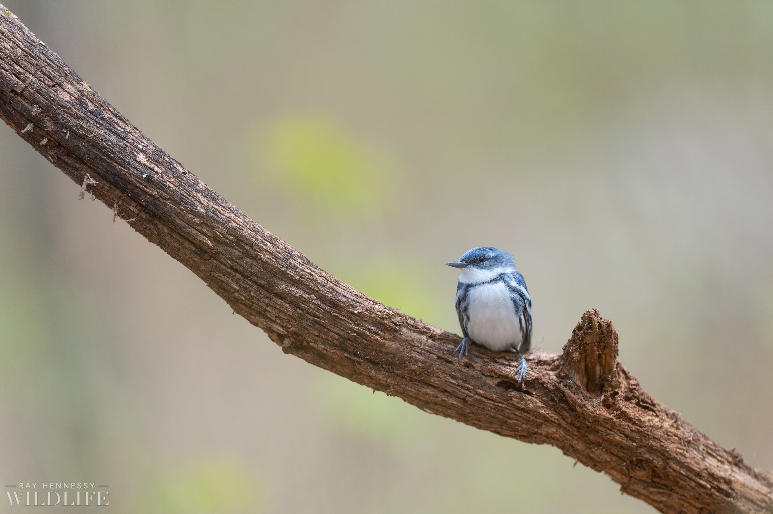 Cerulean Warblers - 2020 — Ray Hennessy Wildlife