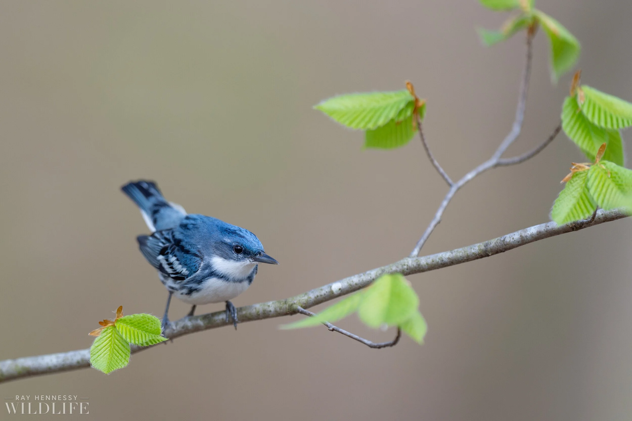 Cerulean Warblers - 2020 — Ray Hennessy Wildlife