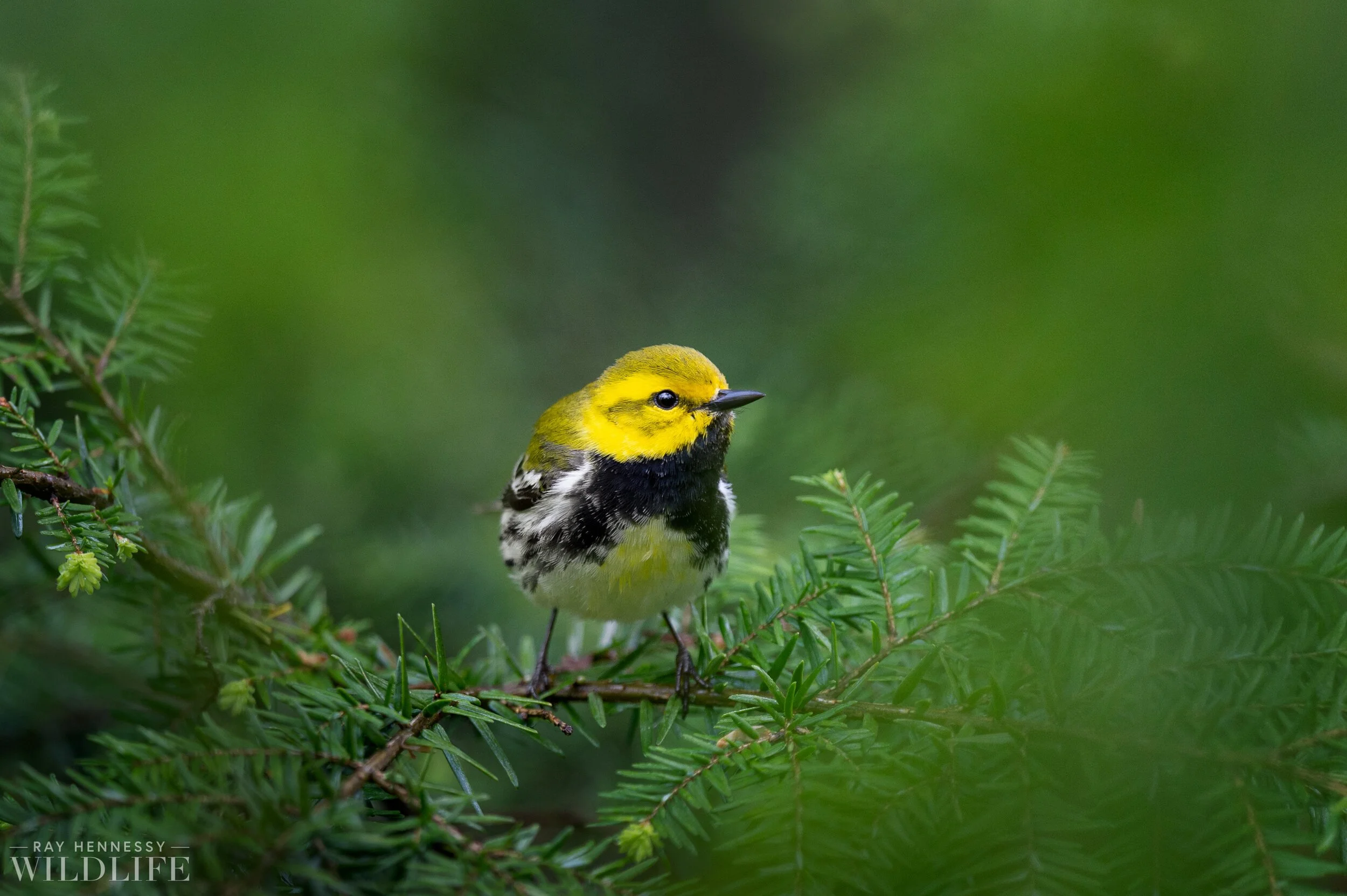 Black-throated Green Warblers - 2020 — Ray Hennessy Wildlife