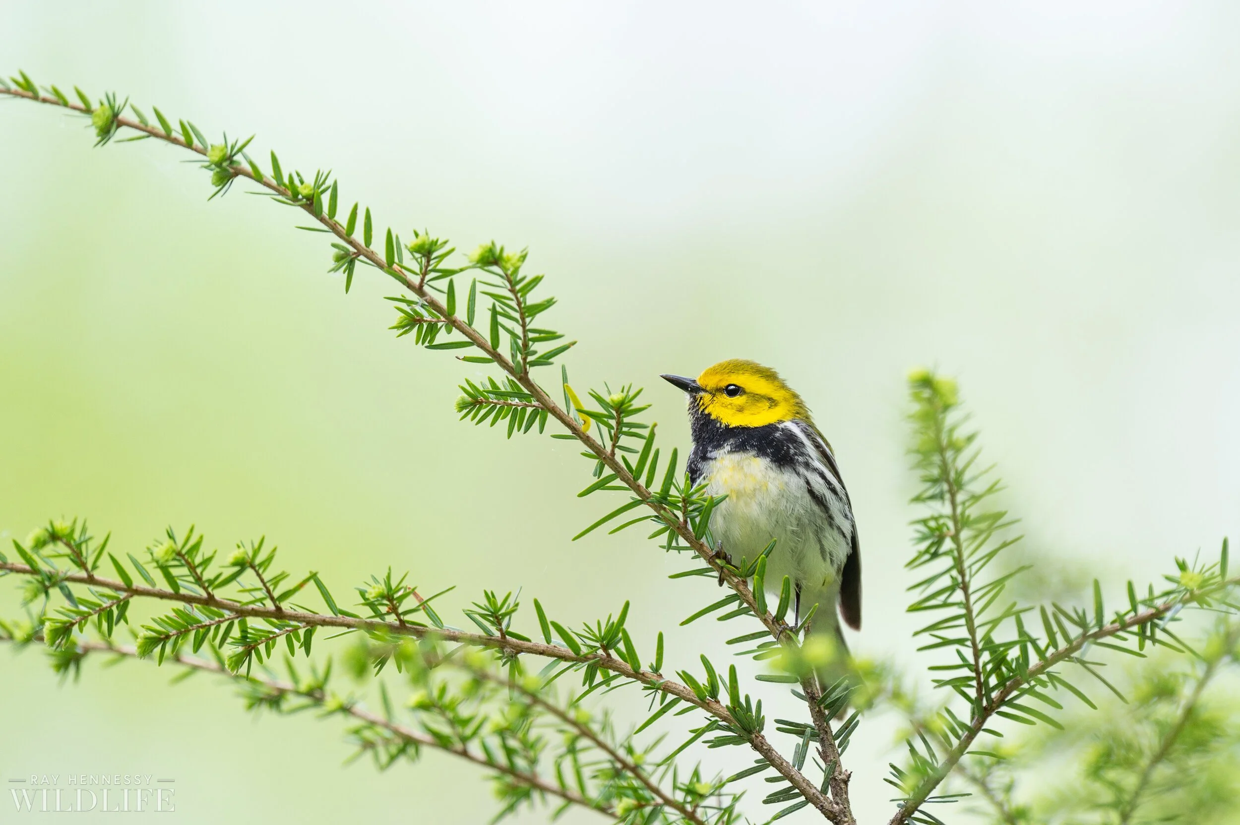 Black-throated Green Warblers - 2020 — Ray Hennessy Wildlife