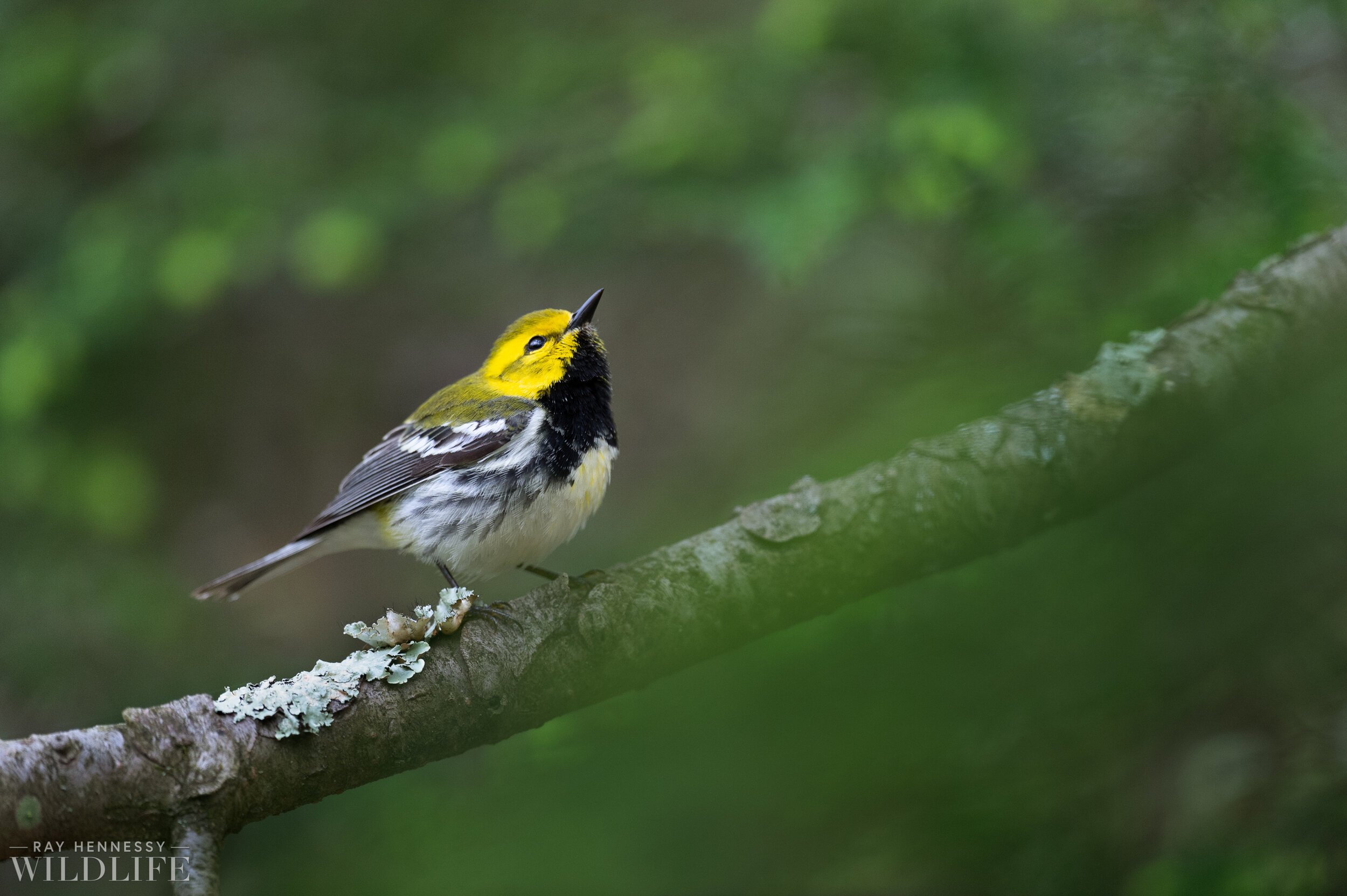 Black-throated Green Warblers - 2020 — Ray Hennessy Wildlife