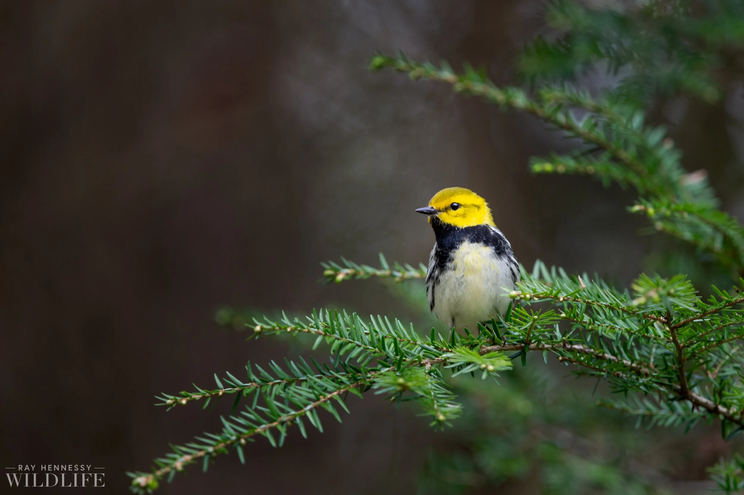 Black-throated Green Warblers - 2020 — Ray Hennessy Wildlife