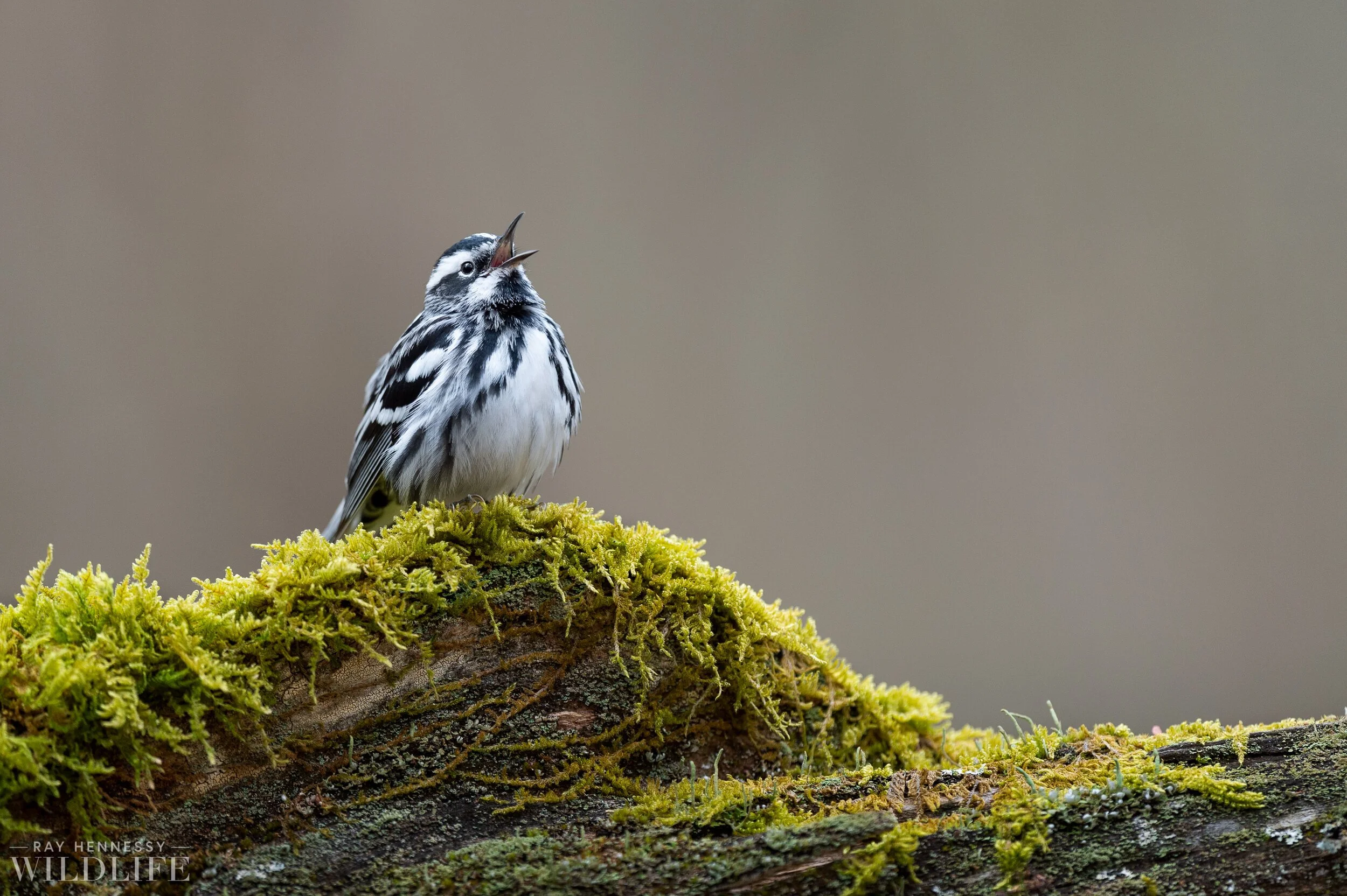 Black and White Warblers 2020 — Ray Hennessy Wildlife