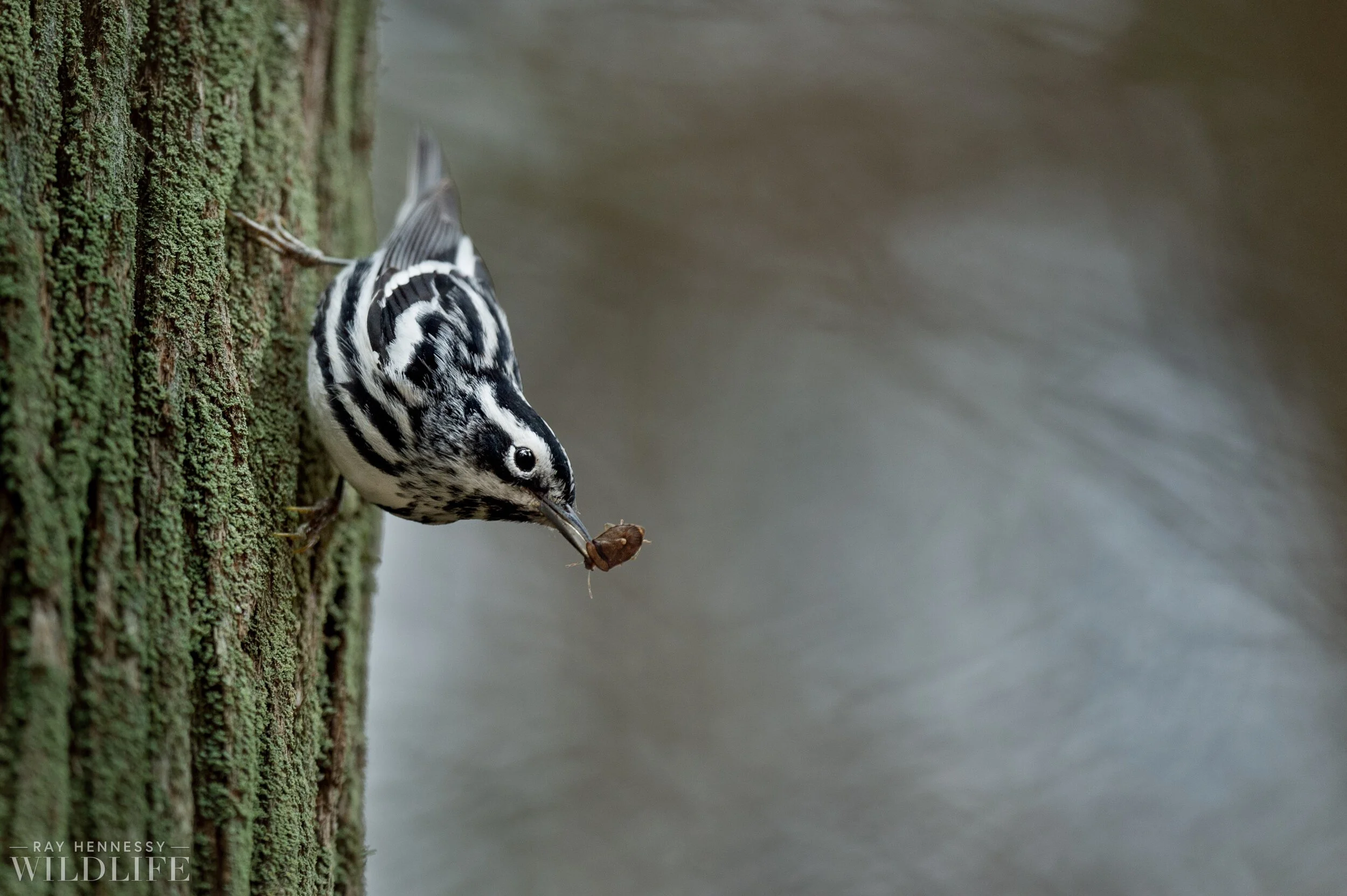 Black and White Warblers 2020 — Ray Hennessy Wildlife
