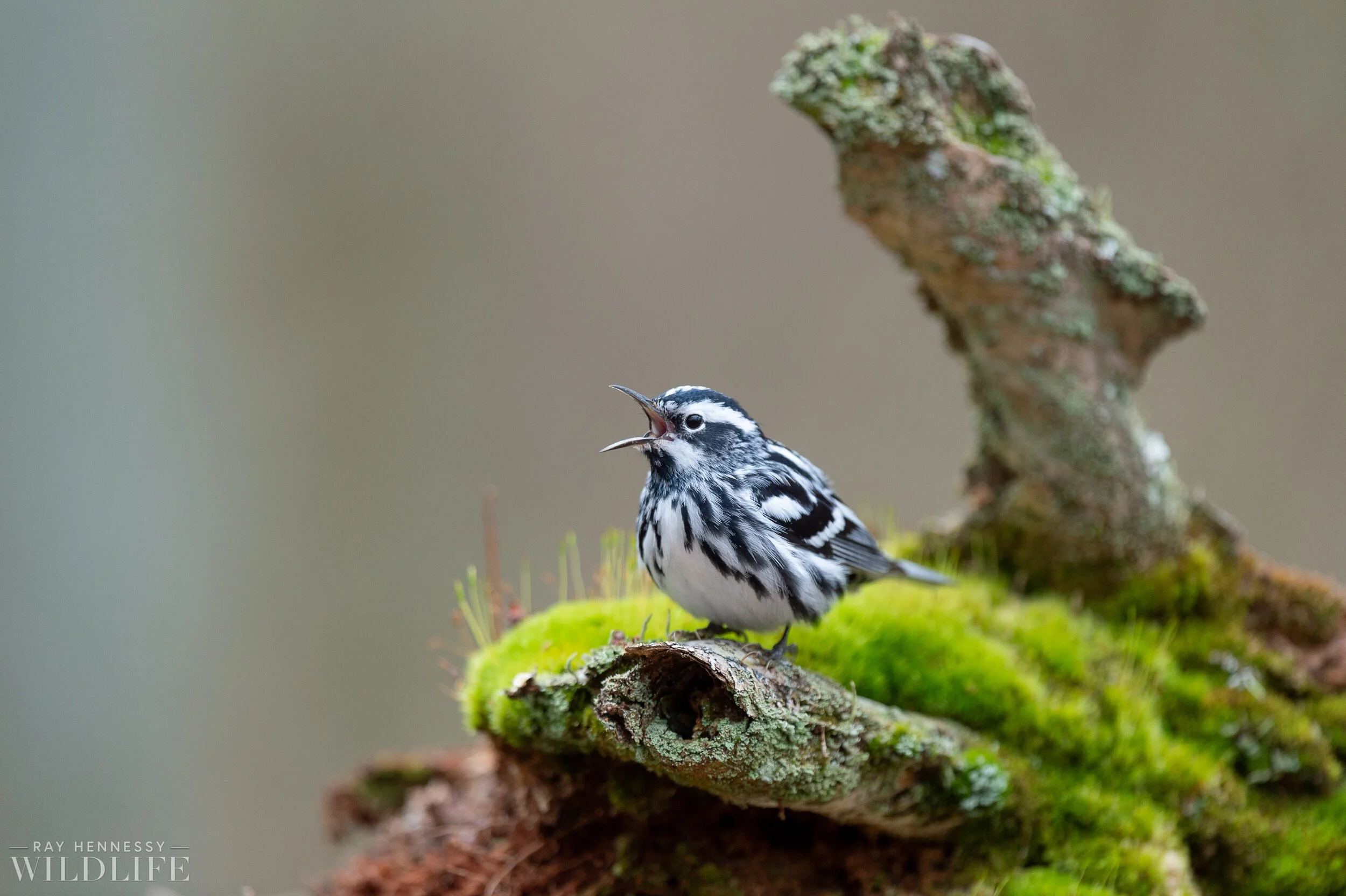 Black and White Warblers 2020 — Ray Hennessy Wildlife