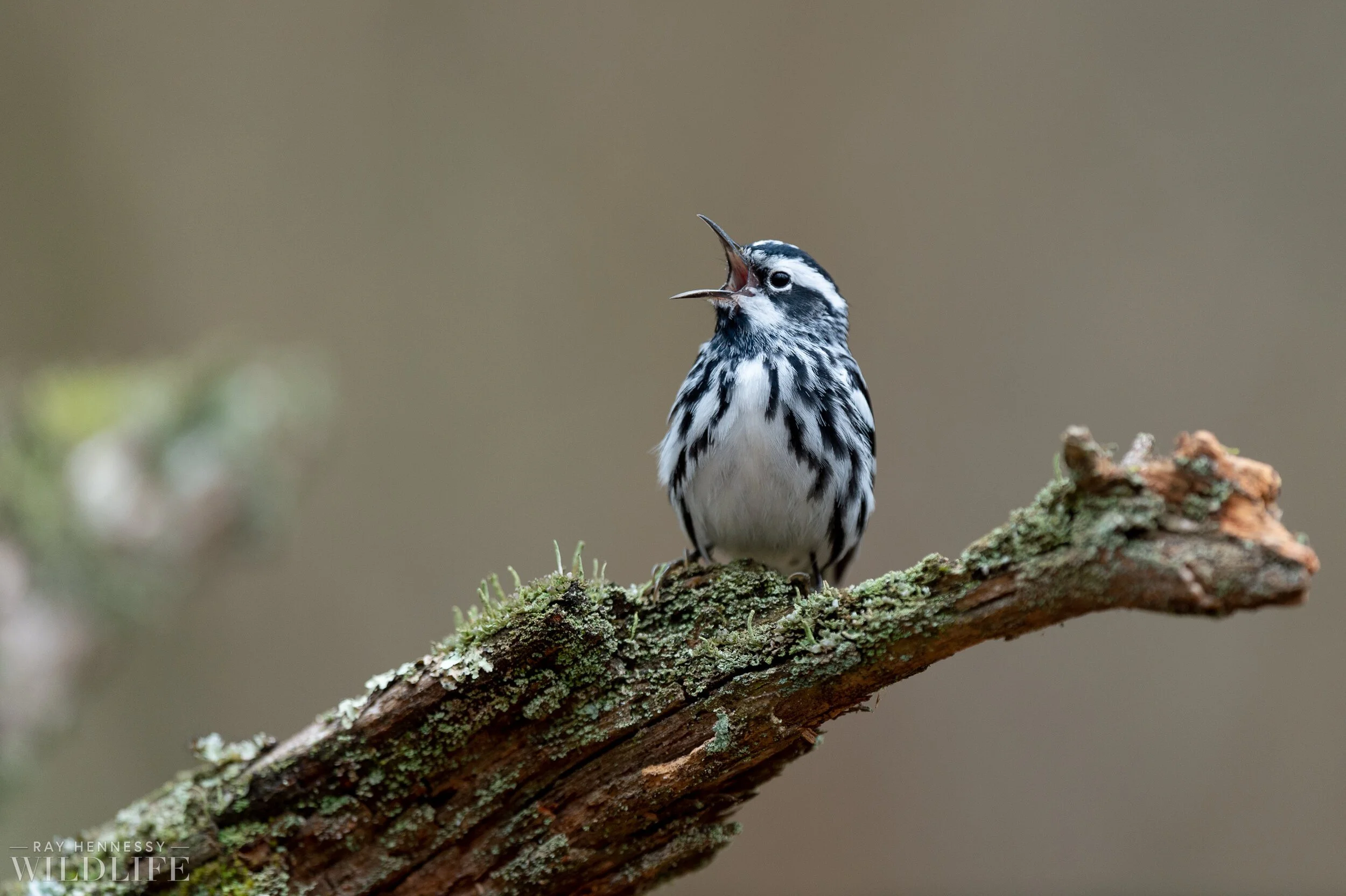 Black and White Warblers 2020 — Ray Hennessy Wildlife