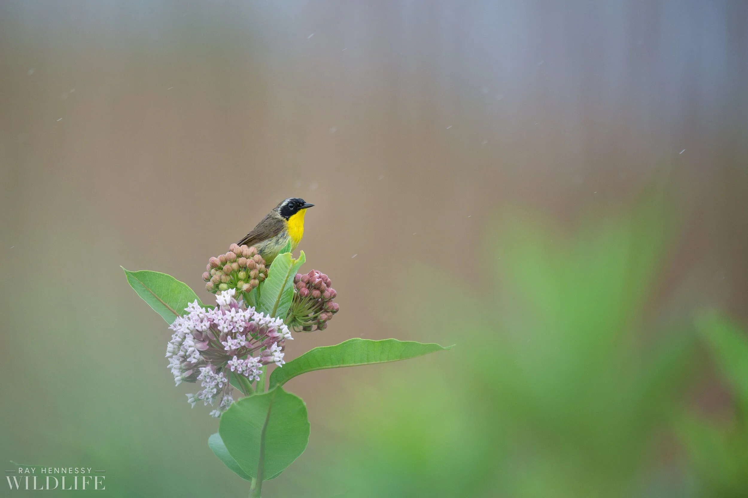 Spring Songbirds at Forsythe - A Day Outing — Ray Hennessy Wildlife