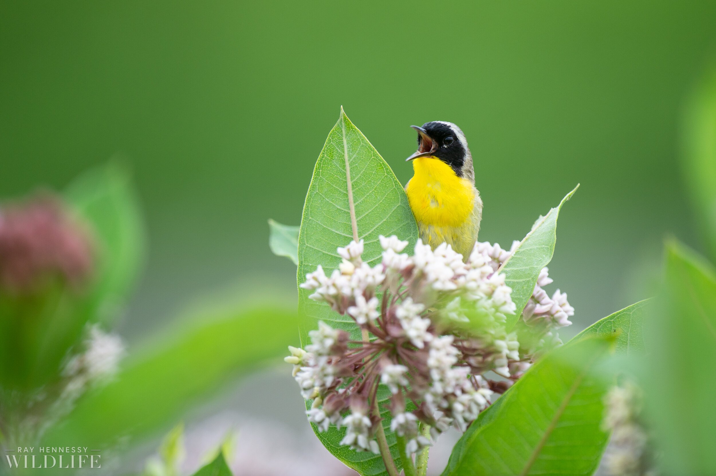 Spring Songbirds at Forsythe - A Day Outing — Ray Hennessy Wildlife