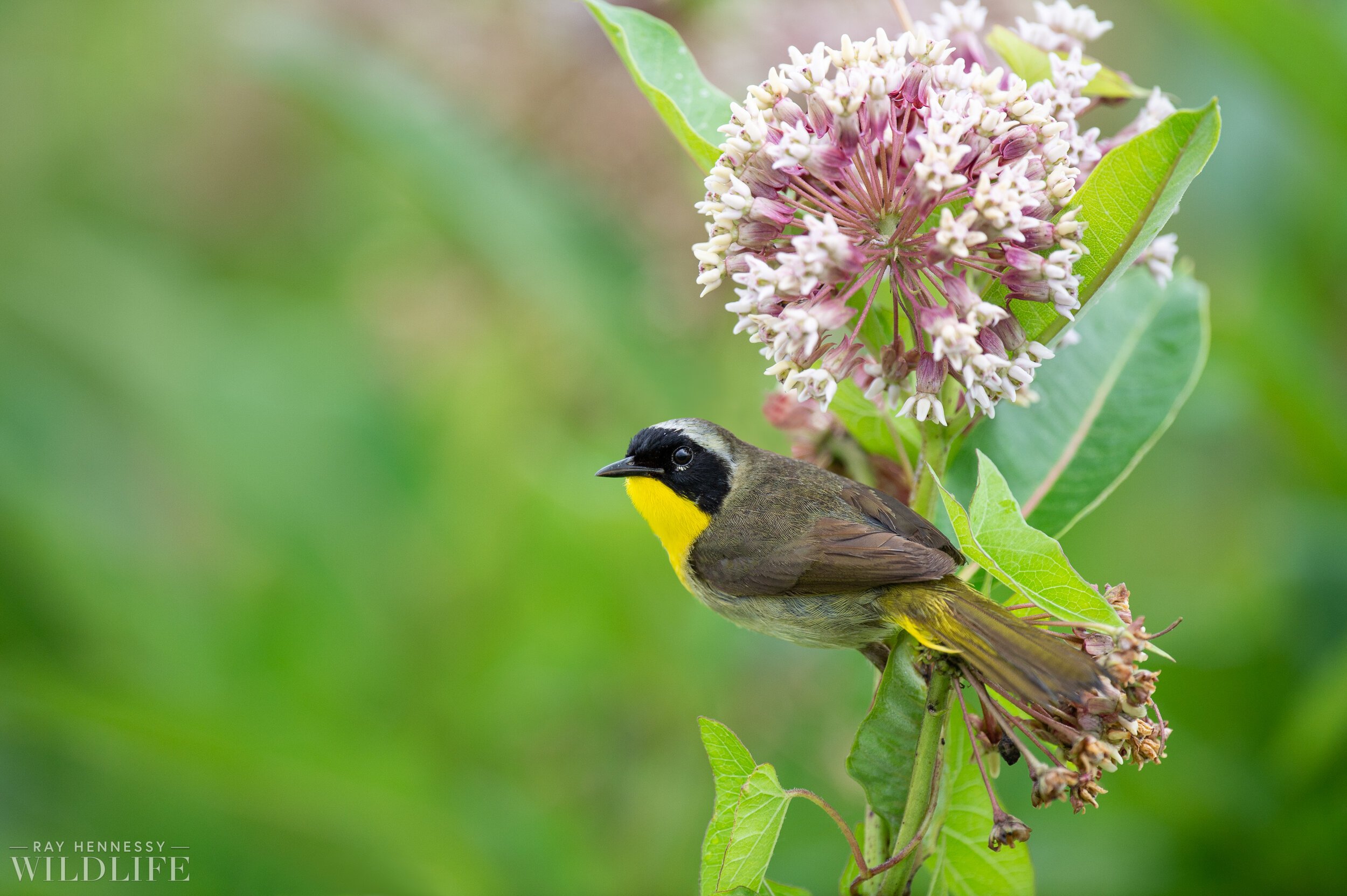 Spring Songbirds at Forsythe - A Day Outing — Ray Hennessy Wildlife