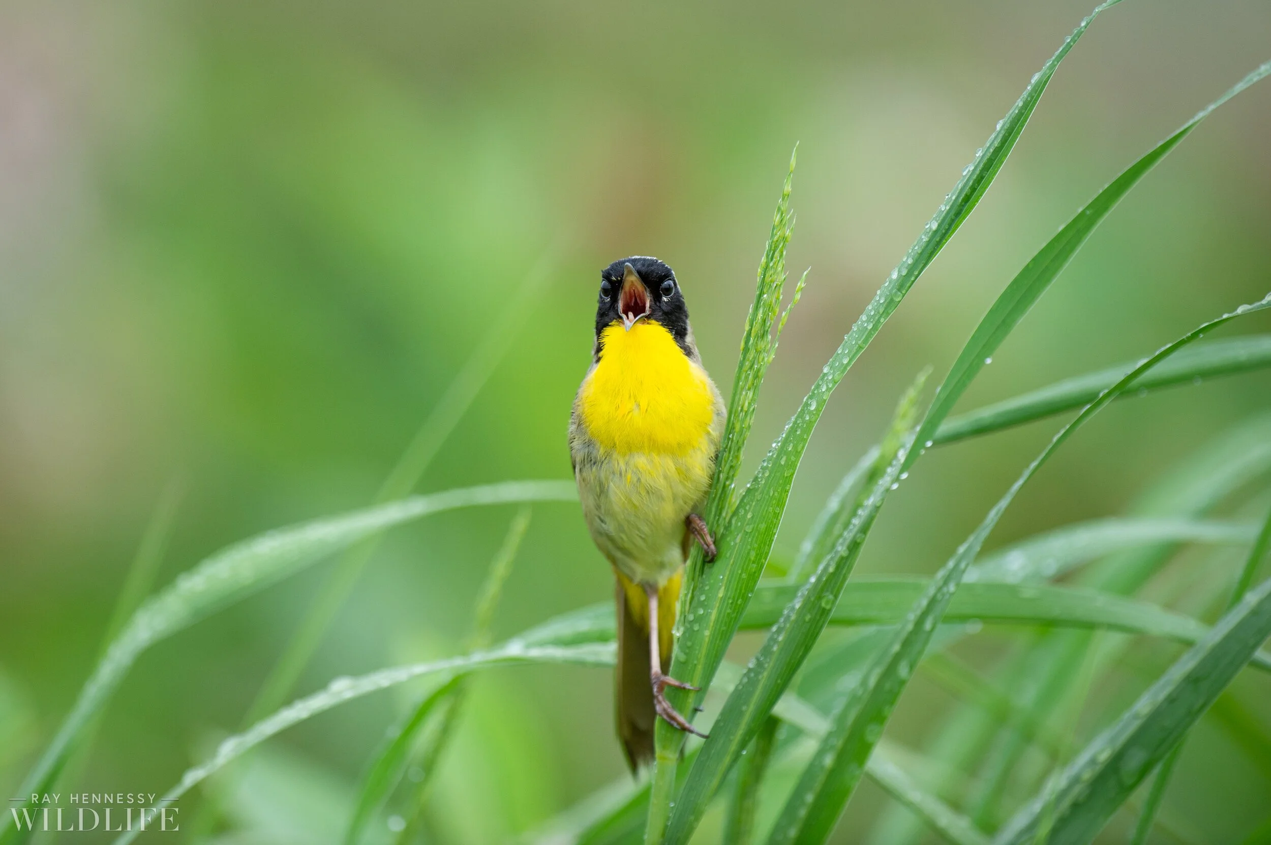Spring Songbirds at Forsythe - A Day Outing — Ray Hennessy Wildlife