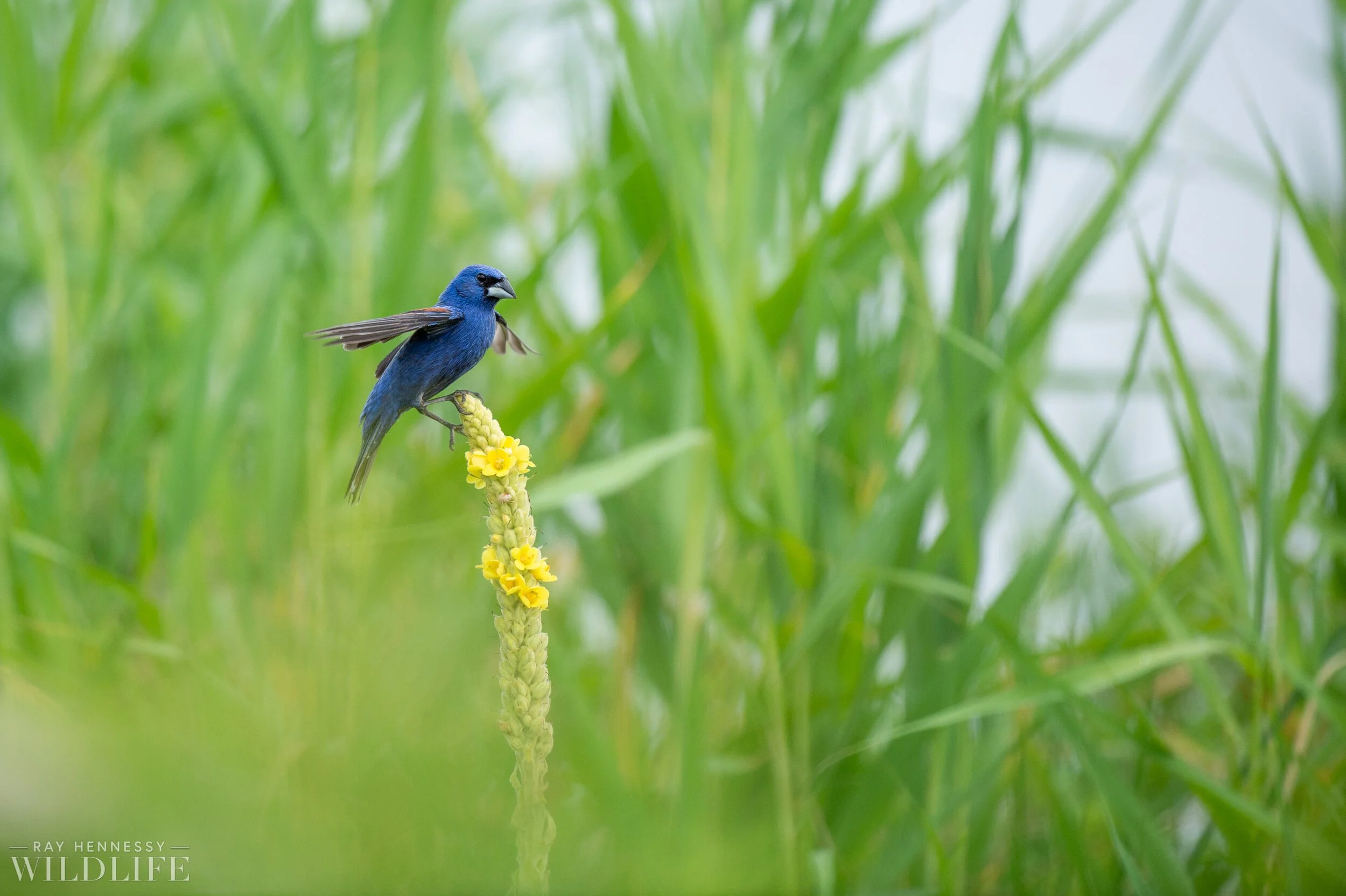 Spring Songbirds at Forsythe - A Day Outing — Ray Hennessy Wildlife