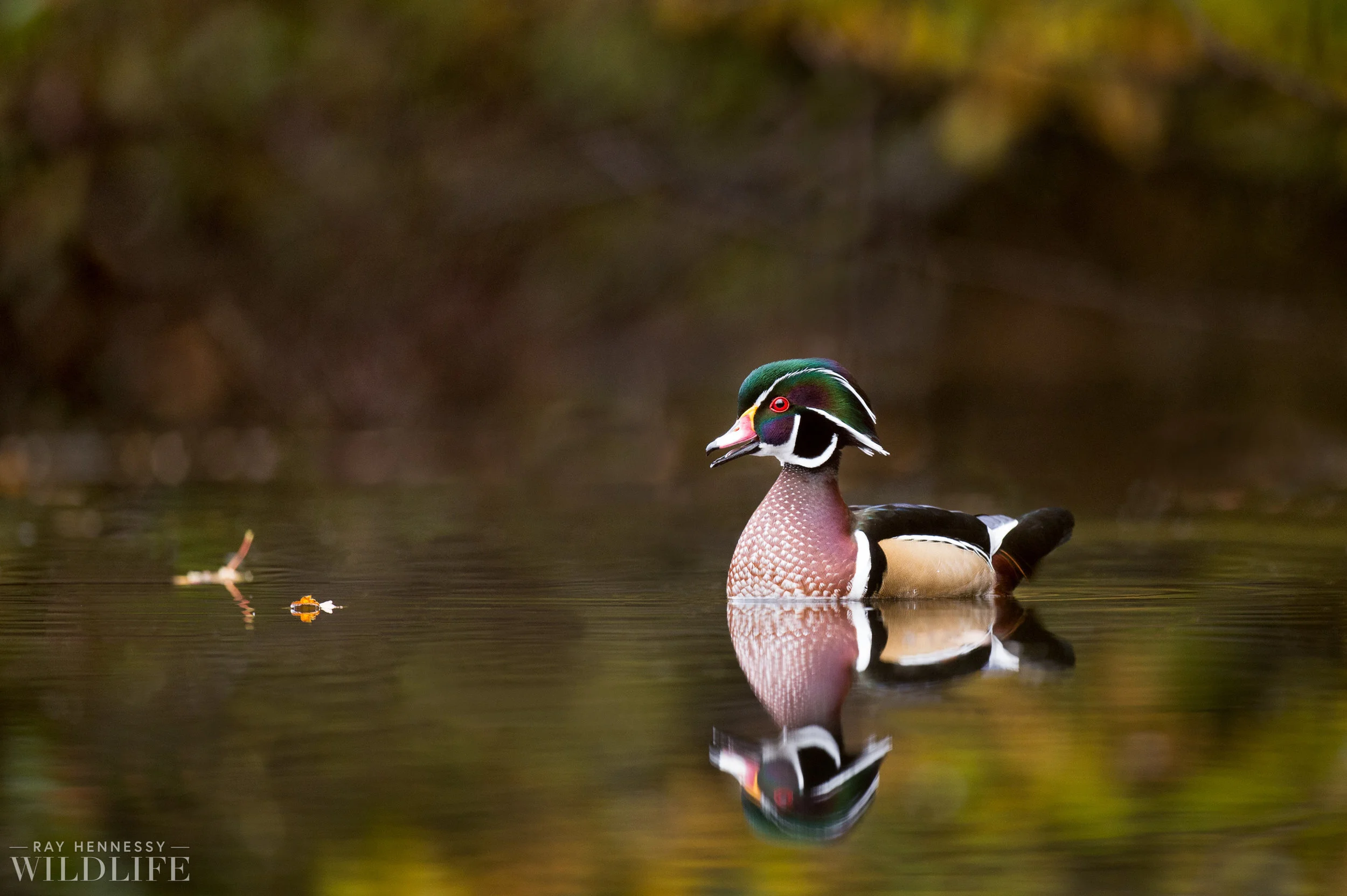 Calling Drake Wood Duck — Ray Hennessy Wildlife