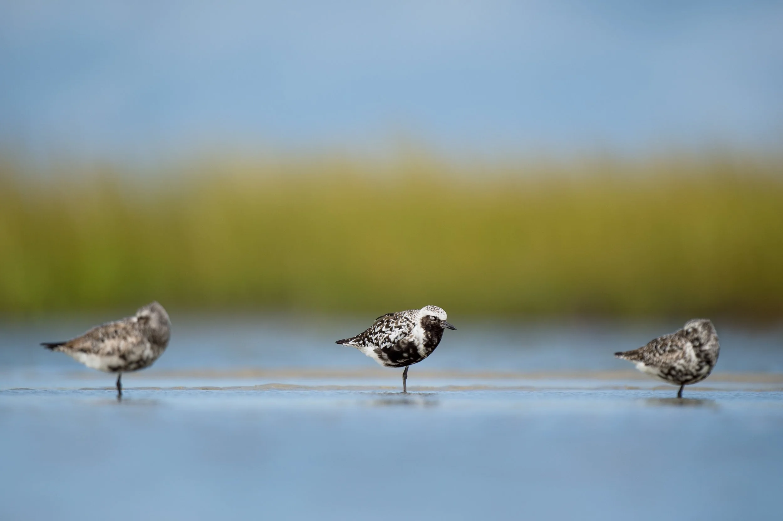 Jersey Shorebirds - A Day Outing — Ray Hennessy Wildlife