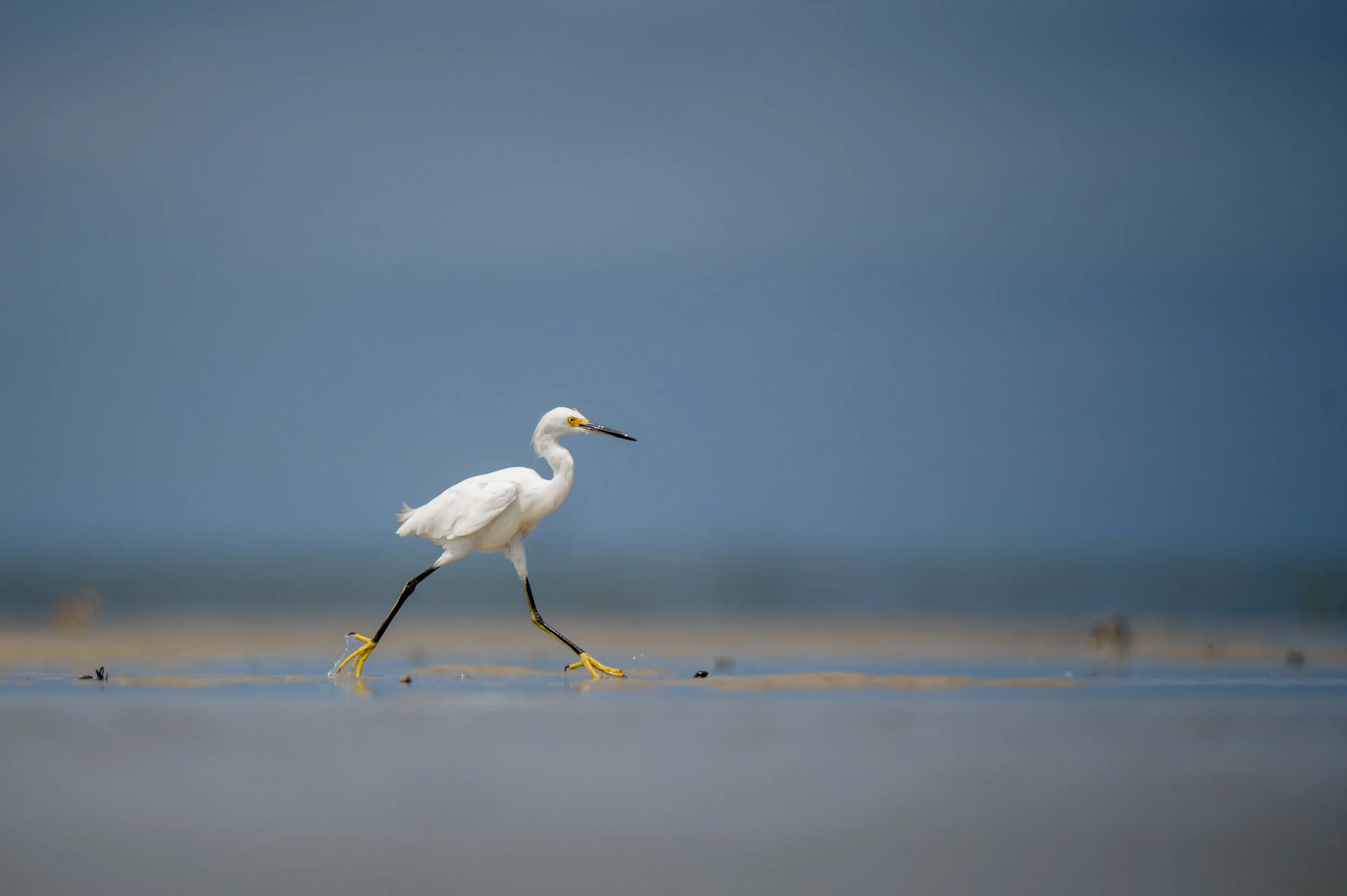 Jersey Shorebirds - A Day Outing — Ray Hennessy Wildlife