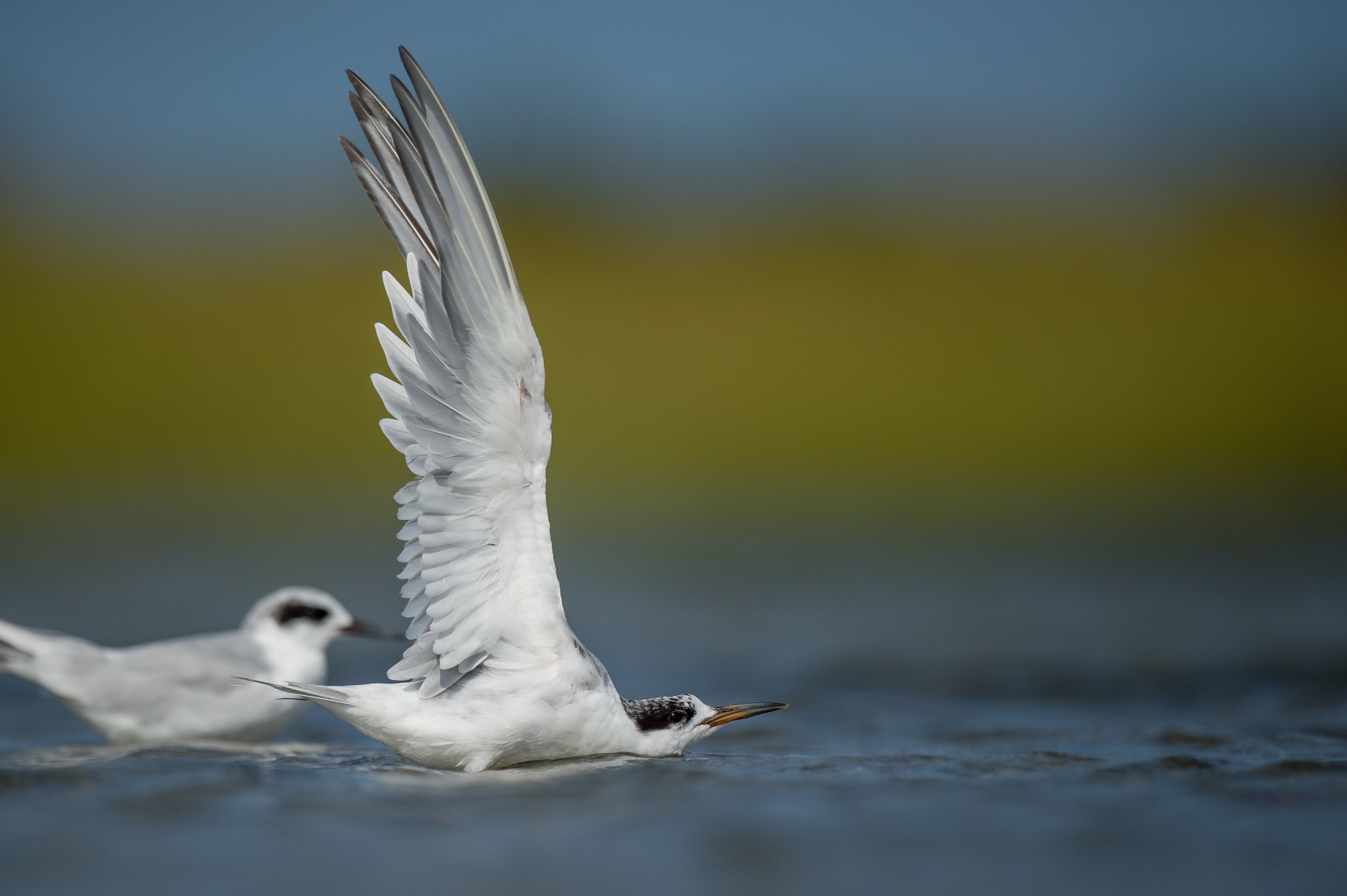 Jersey Shorebirds - A Day Outing — Ray Hennessy Wildlife