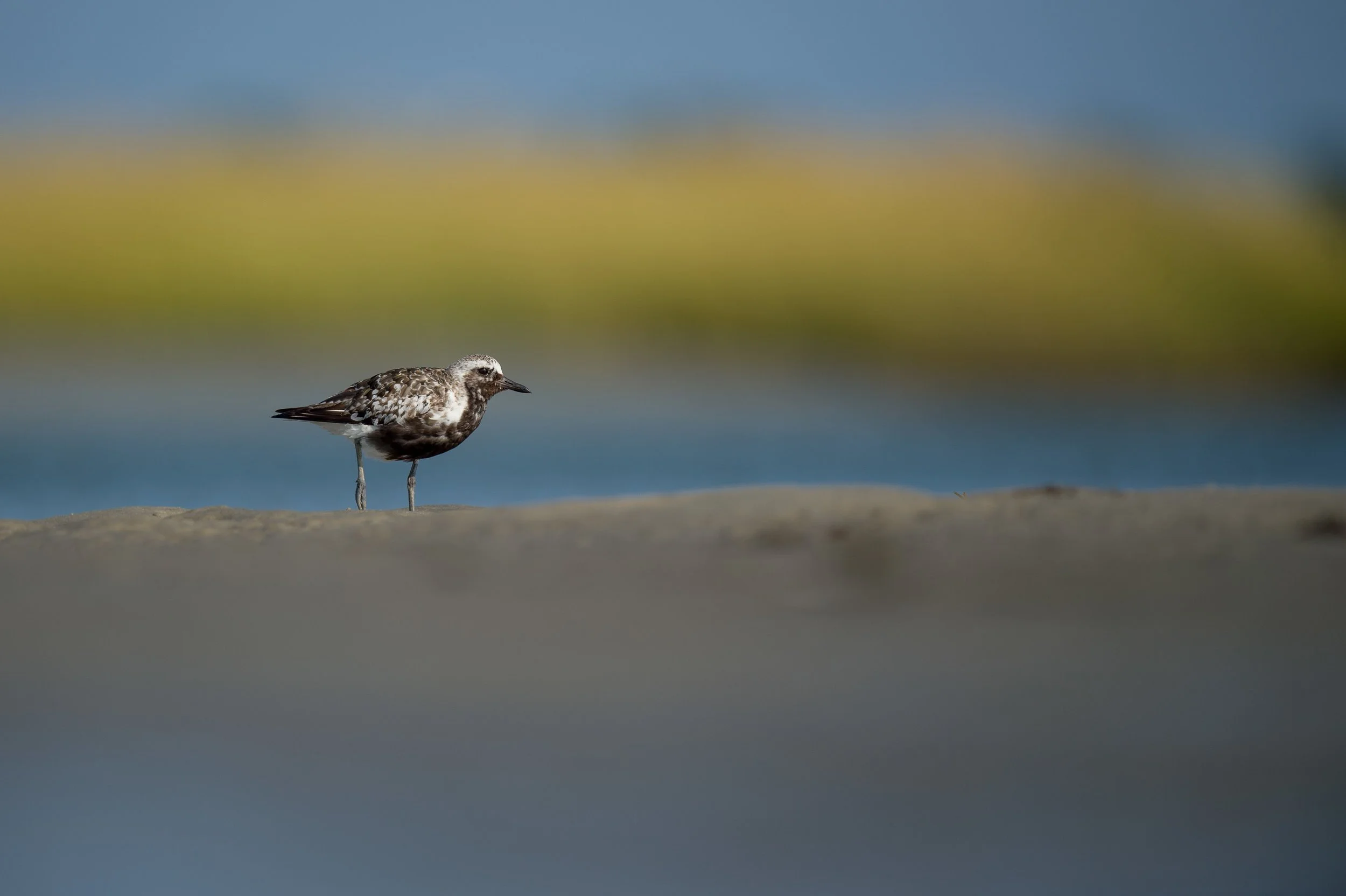 Back Bay Birds of New Jersey - A Day Outing — Ray Hennessy Wildlife