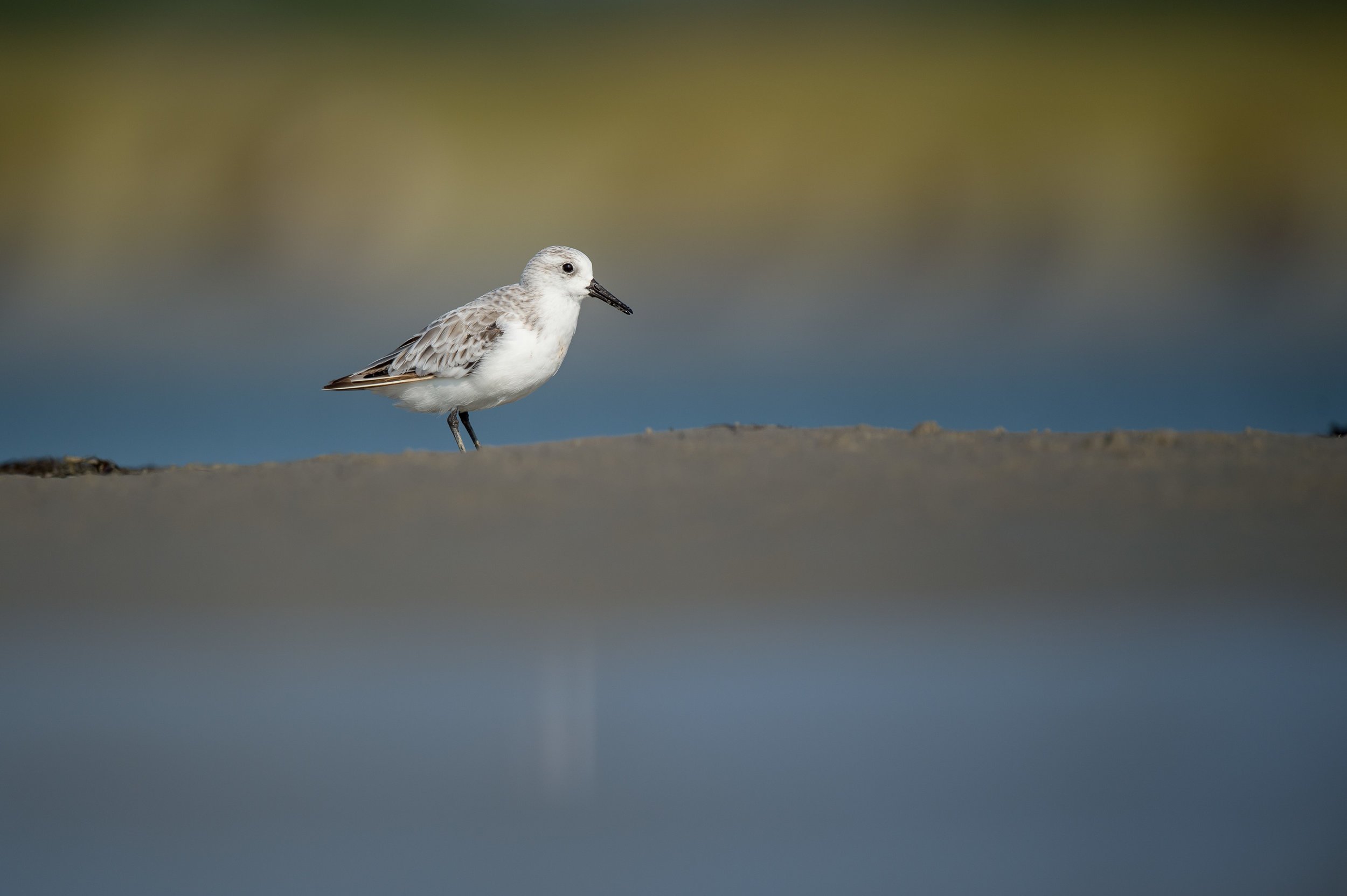 Back Bay Birds of New Jersey - A Day Outing — Ray Hennessy Wildlife