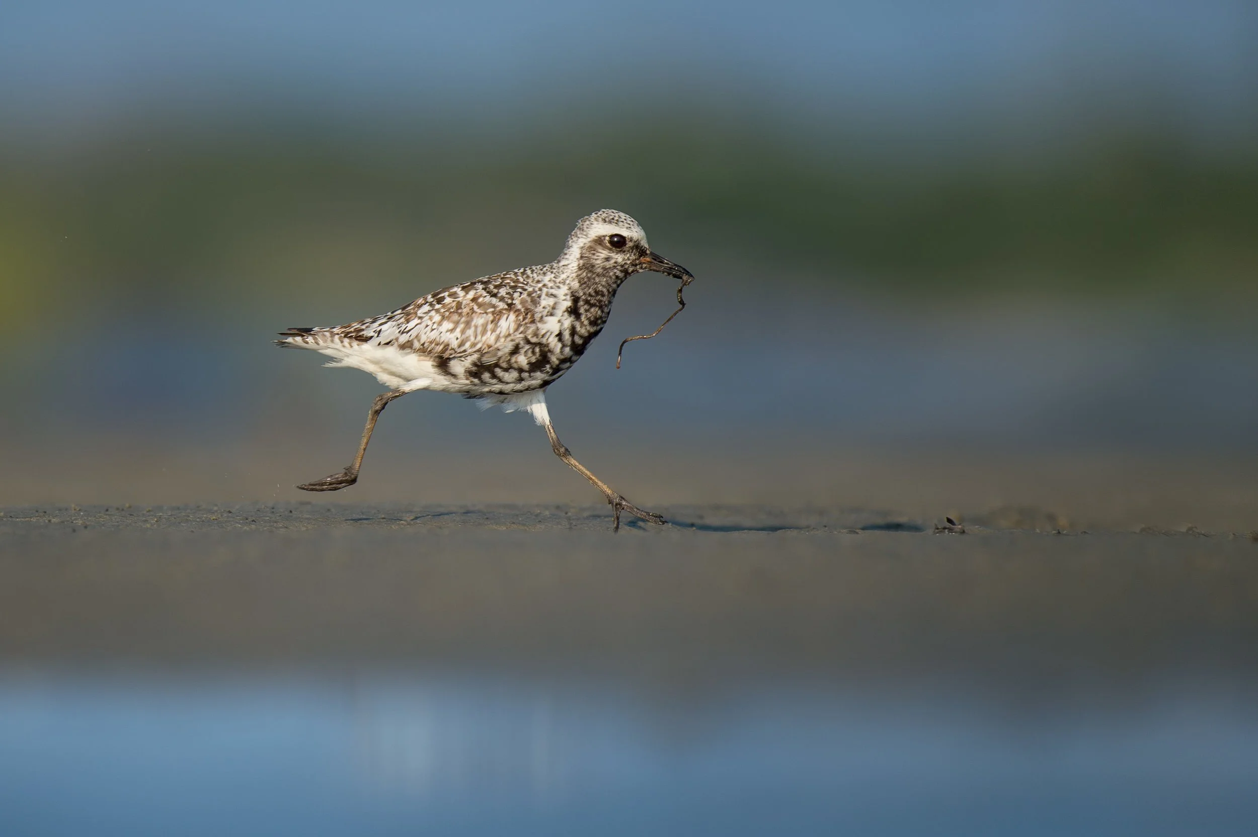 Back Bay Birds of New Jersey - A Day Outing — Ray Hennessy Wildlife