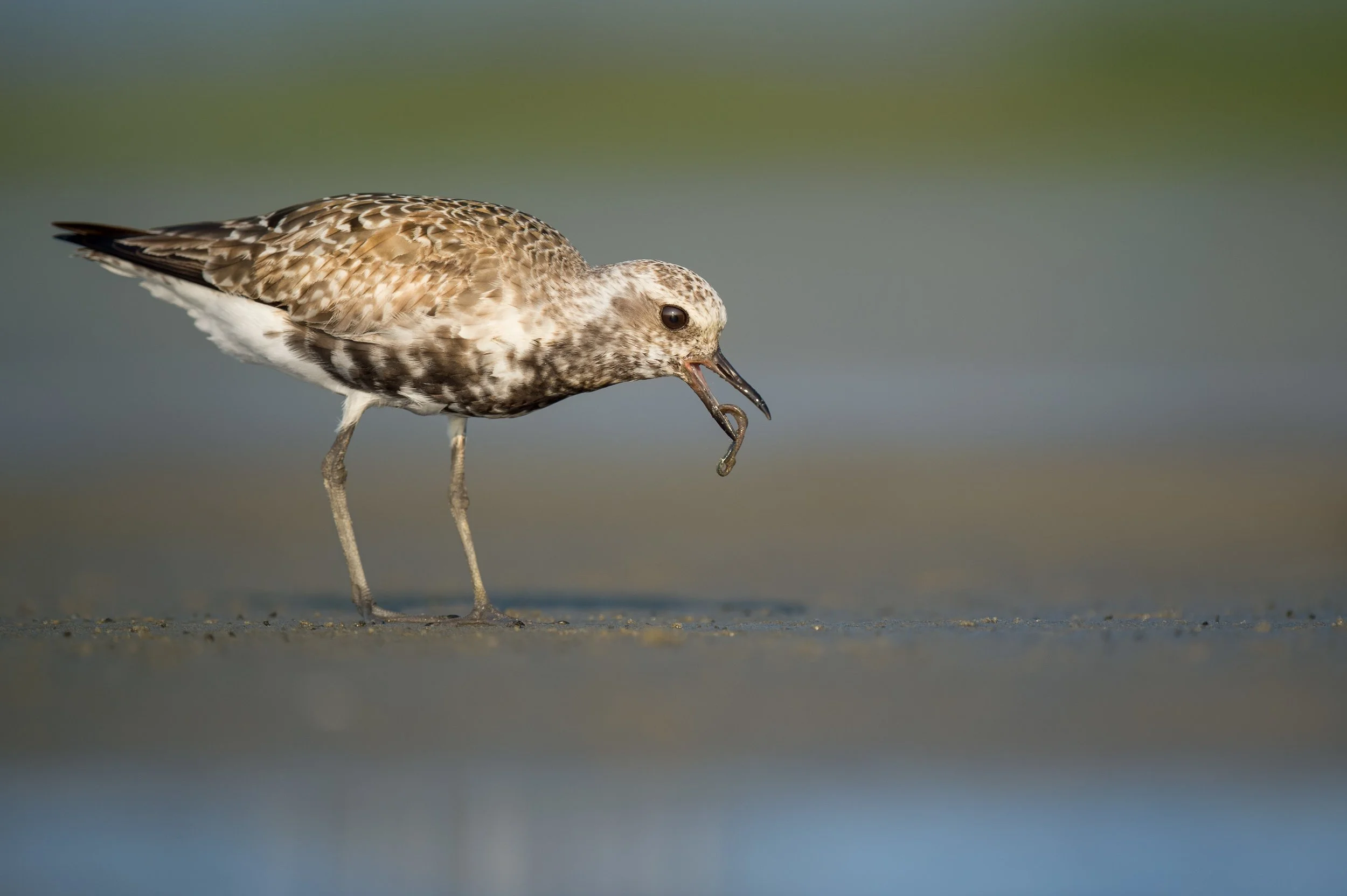 Back Bay Birds of New Jersey - A Day Outing — Ray Hennessy Wildlife