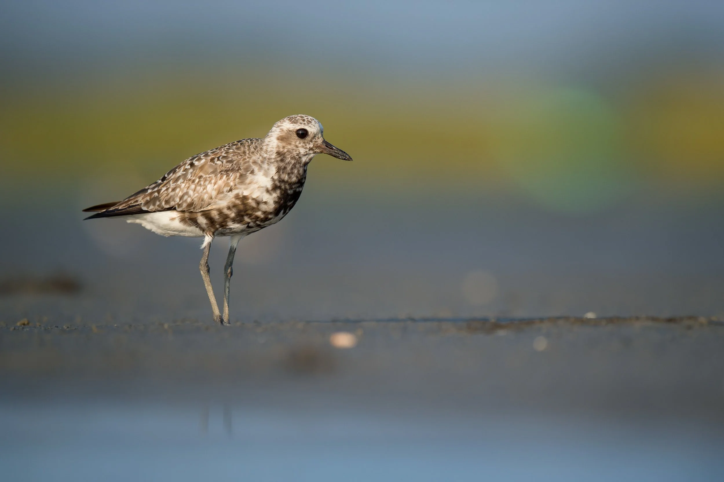 Back Bay Birds of New Jersey - A Day Outing — Ray Hennessy Wildlife