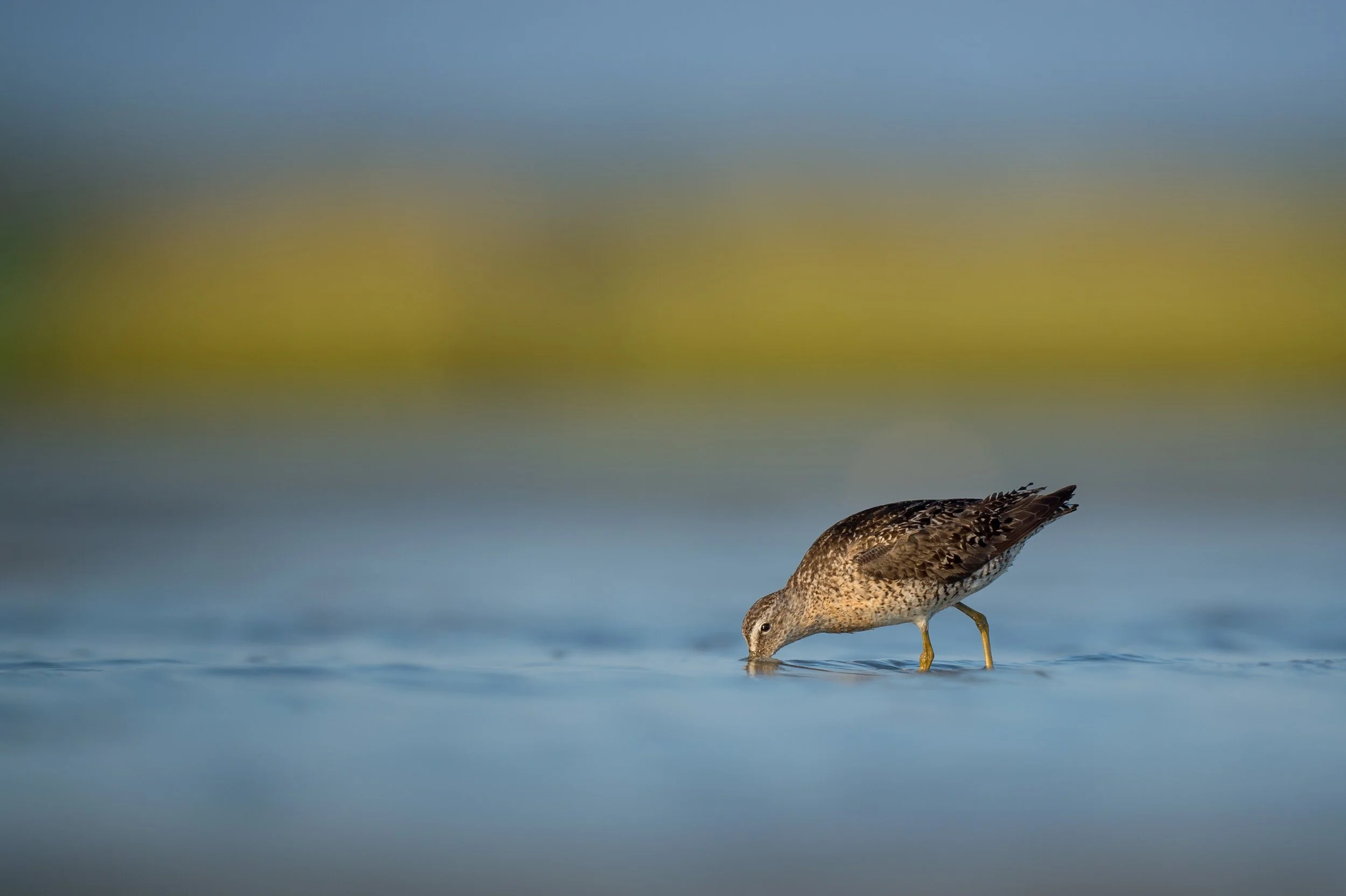 Back Bay Birds of New Jersey - A Day Outing — Ray Hennessy Wildlife